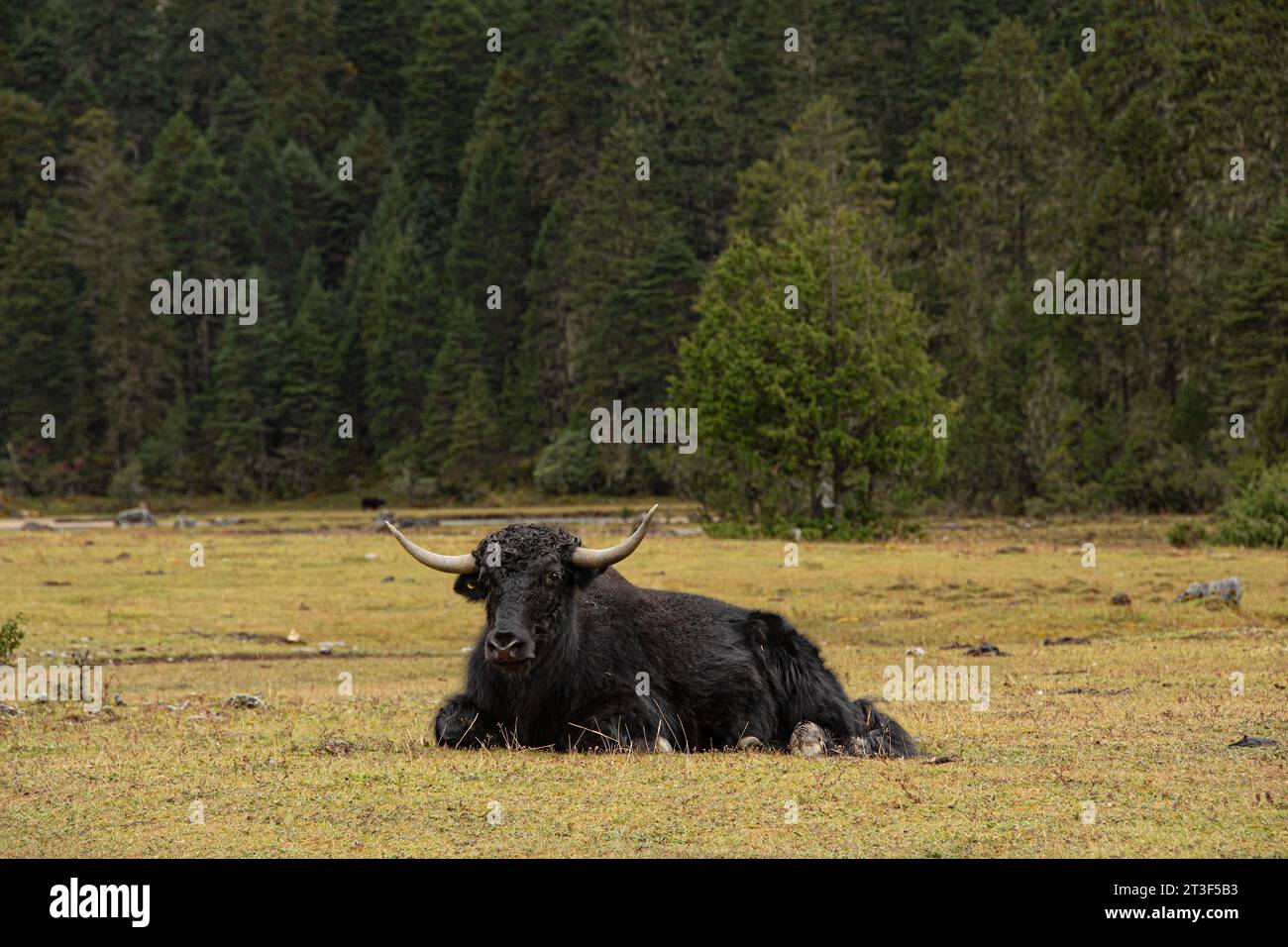 Tibetan black yak grazing and resting on pasture Stock Photo - Alamy