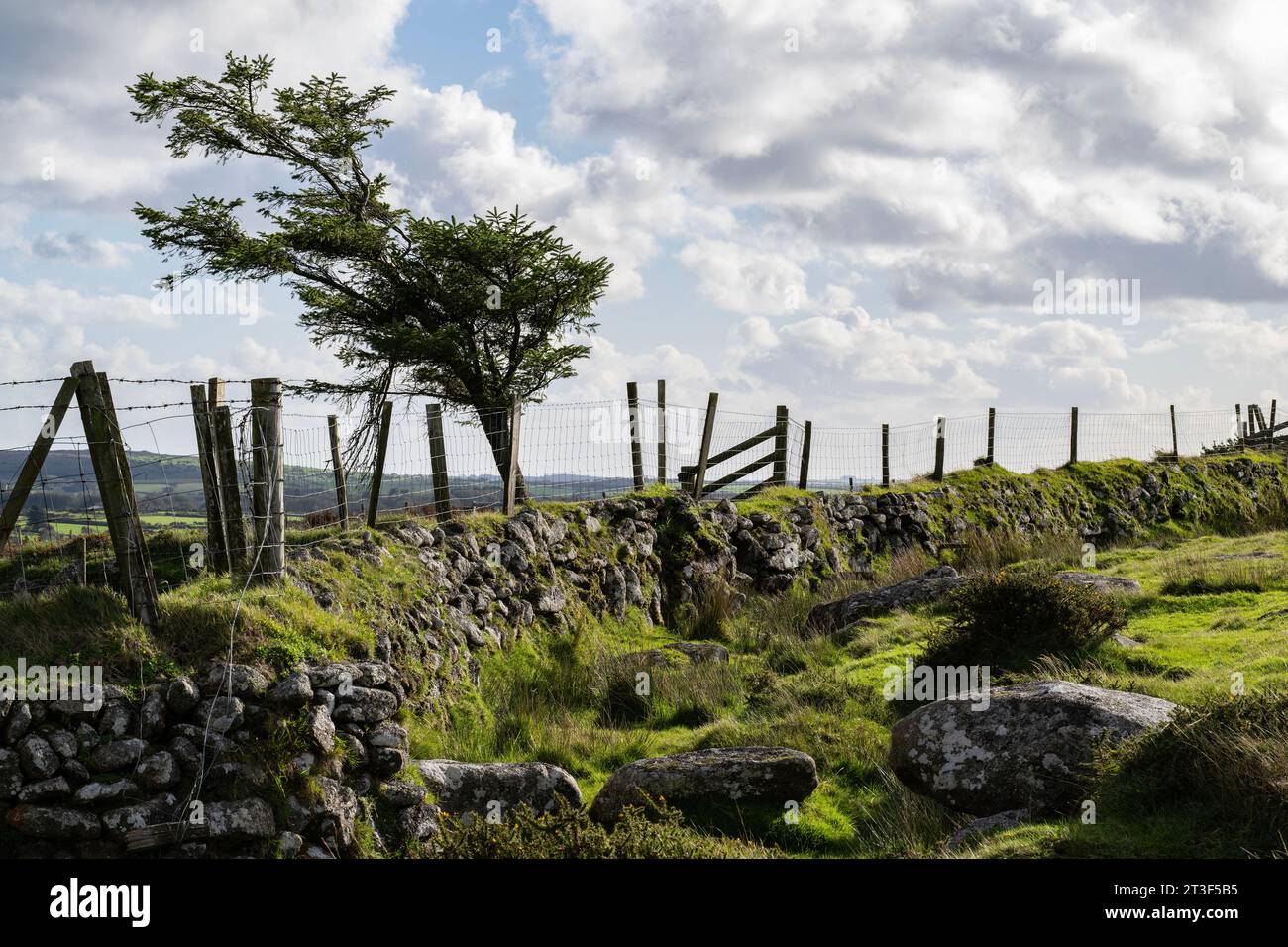BODMIN MOOR WINDSWEPT TREE IN TRADITIONAL GRANITE WALL GRANITE BOULDERS ...