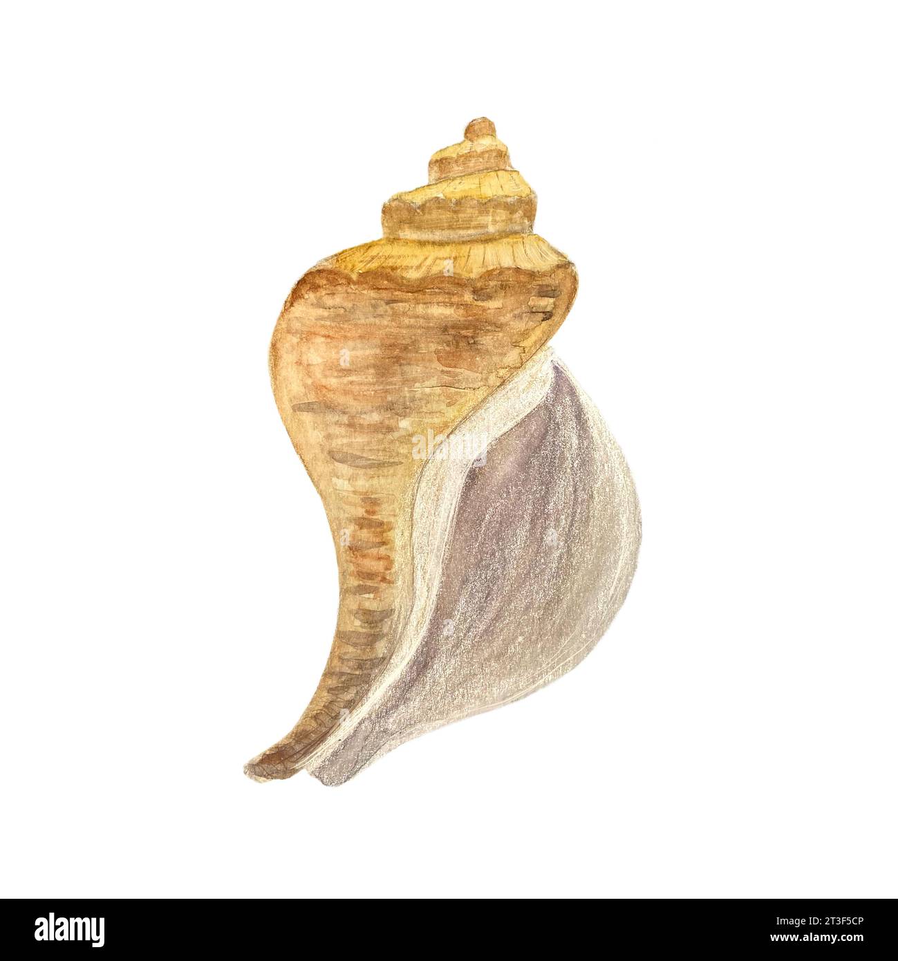 Watercolor hand-drawn rapan isolated on white Stock Photo - Alamy