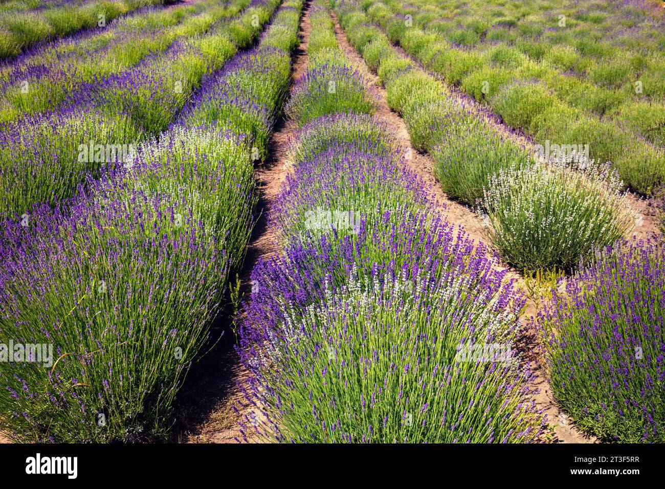 Lavender field blooming bloom blossom blossoming hi-res stock ...