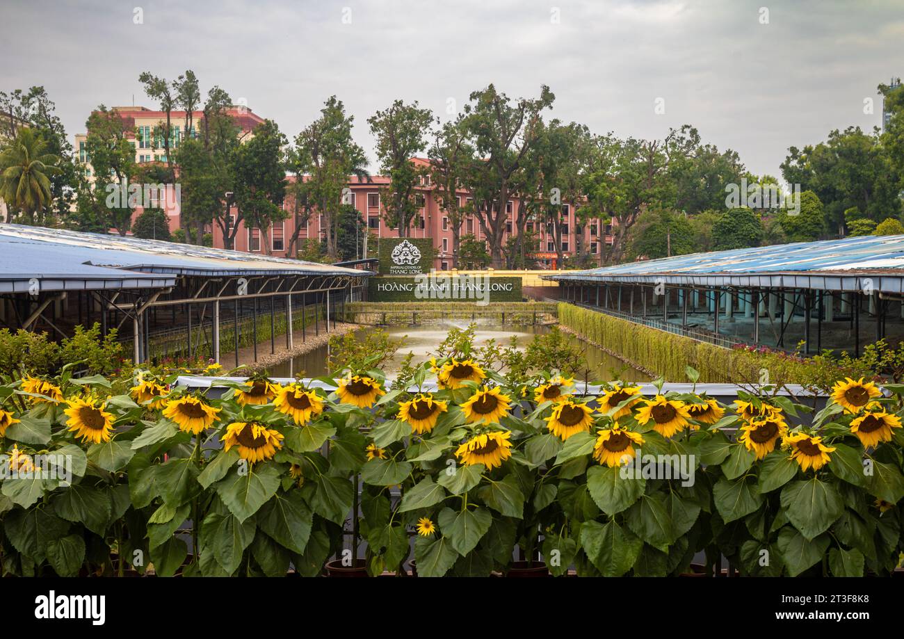 A row of sunflowers, the central pond and archeological excavations ...