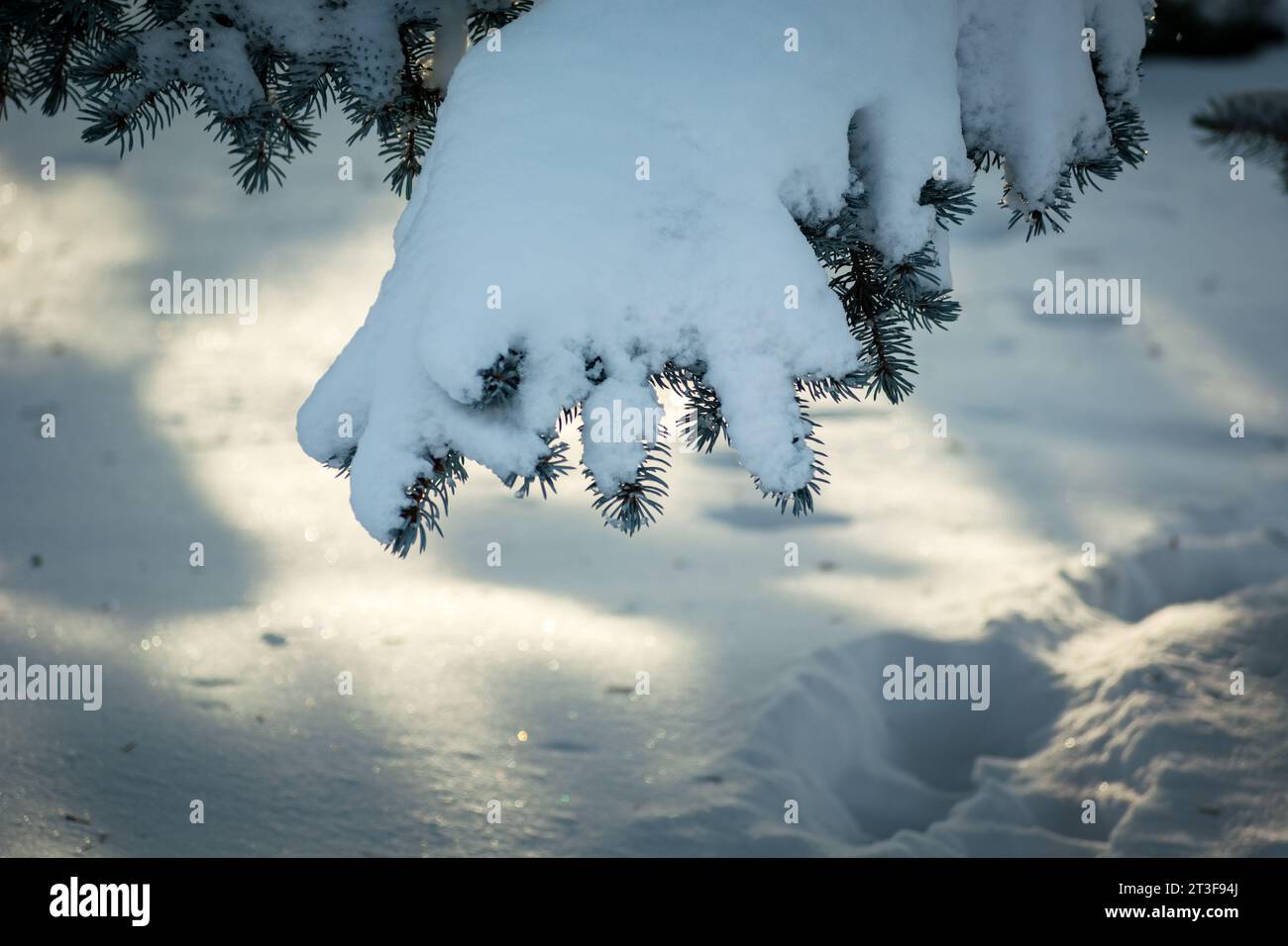 December tree hi-res stock photography and images - Alamy