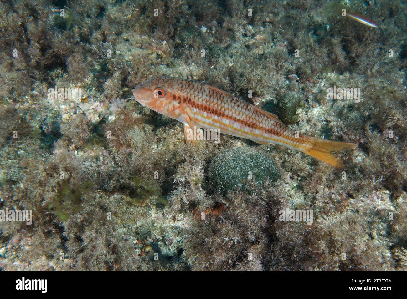 Mullus surmuletus hi-res stock photography and images - Alamy