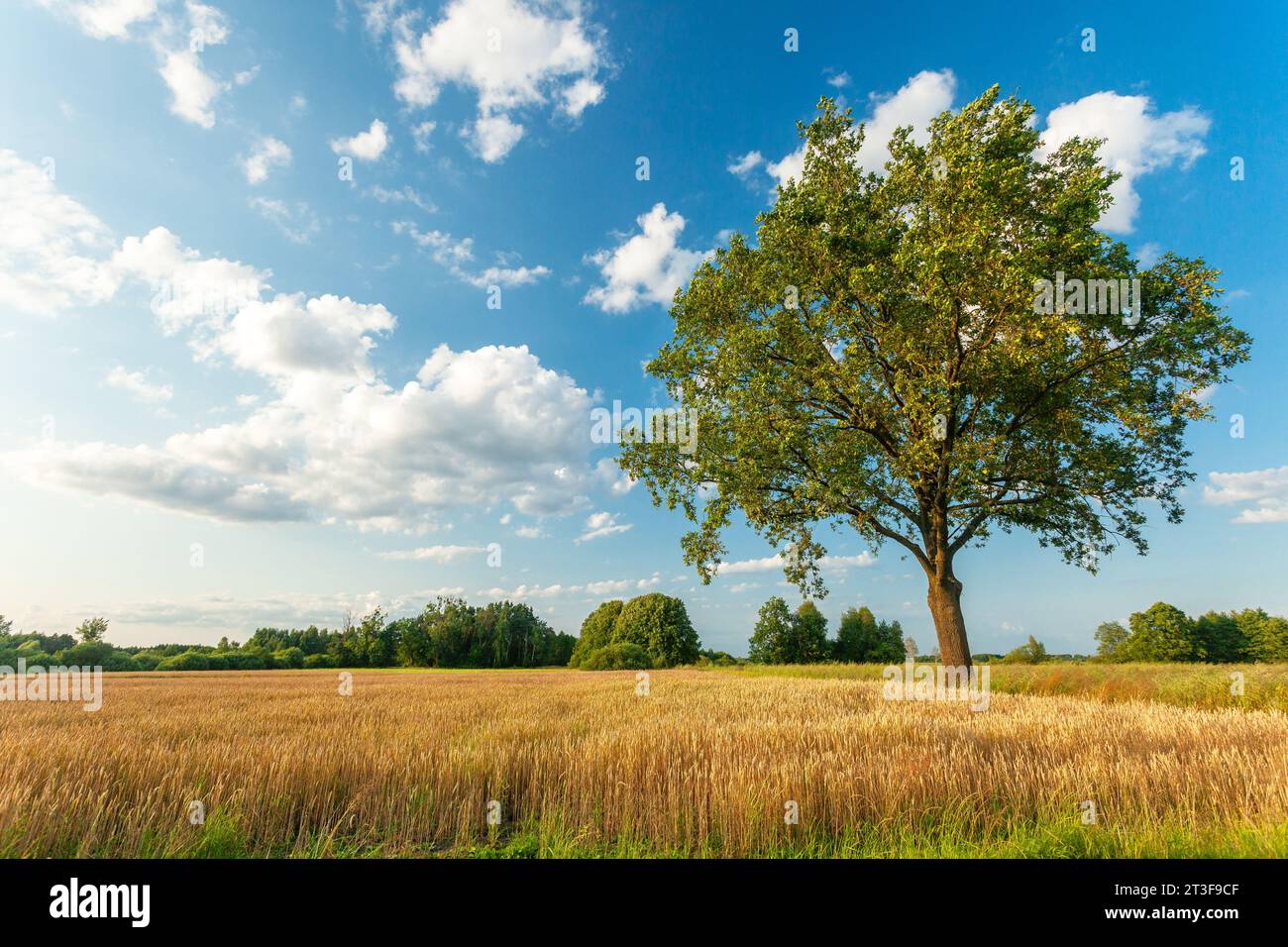 An oak tree growing next to a grain field, a July day in eastern Poland ...
