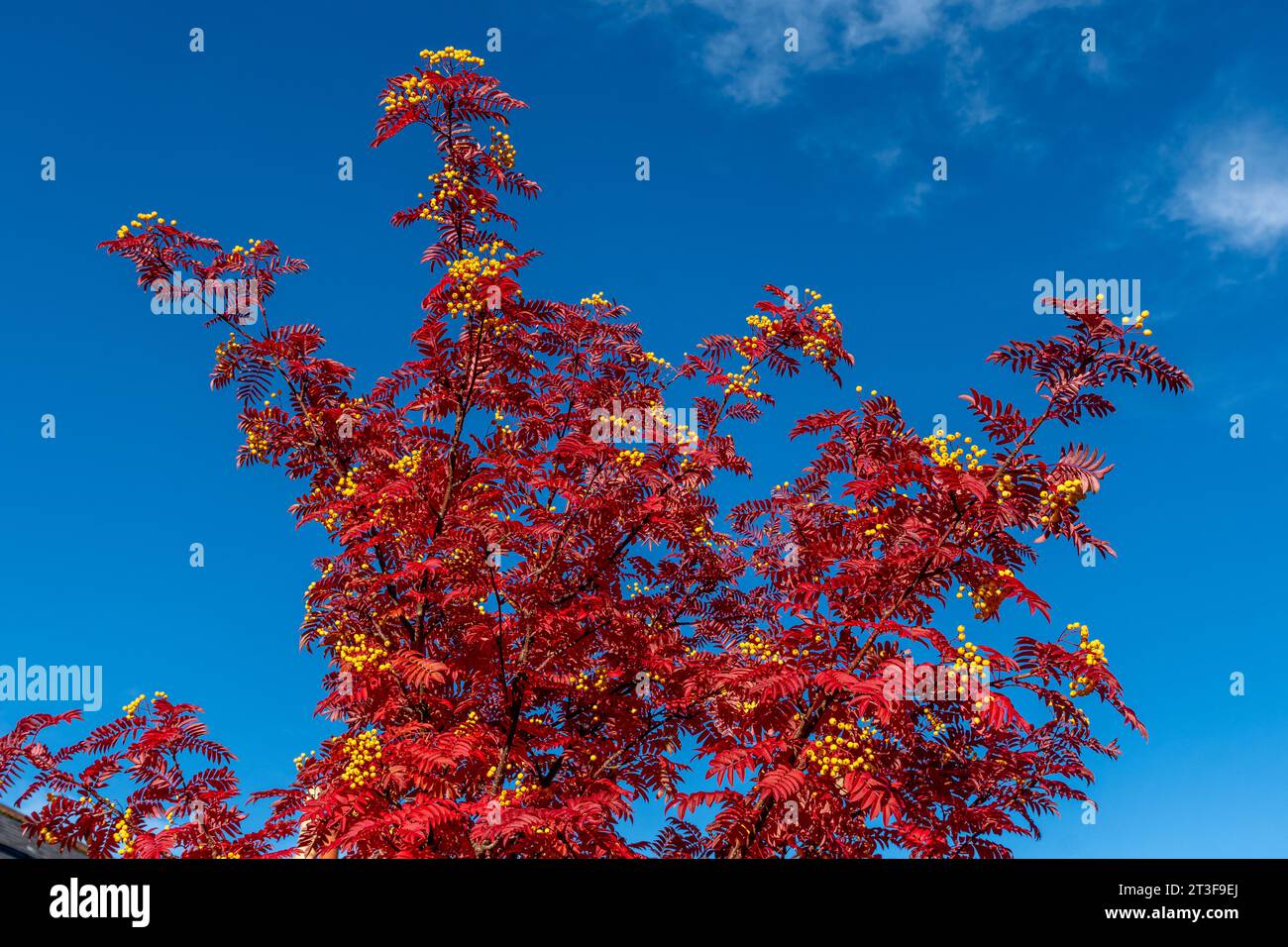 Autumn Hupeh Rowan berries and leaves Stock Photo - Alamy