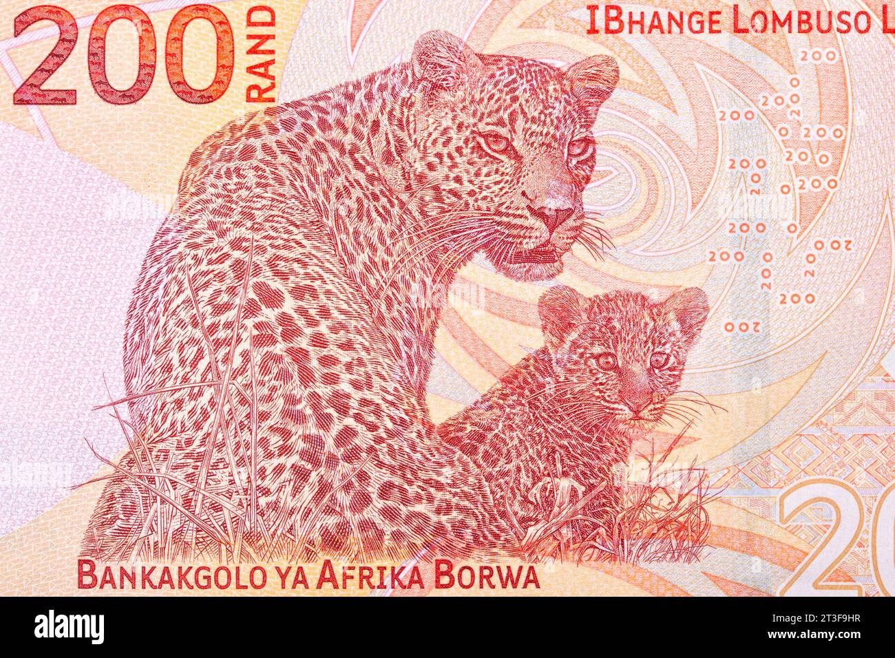 African leopard with baby from South African money - Rand Stock Photo ...