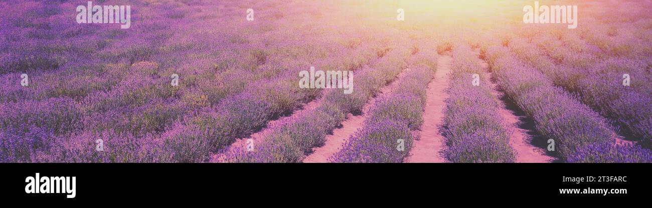 Blossoming lavender field. Nature background. Horizontal banner Stock ...