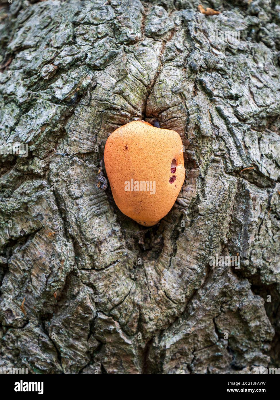 English oak tree fungi hi-res stock photography and images - Alamy