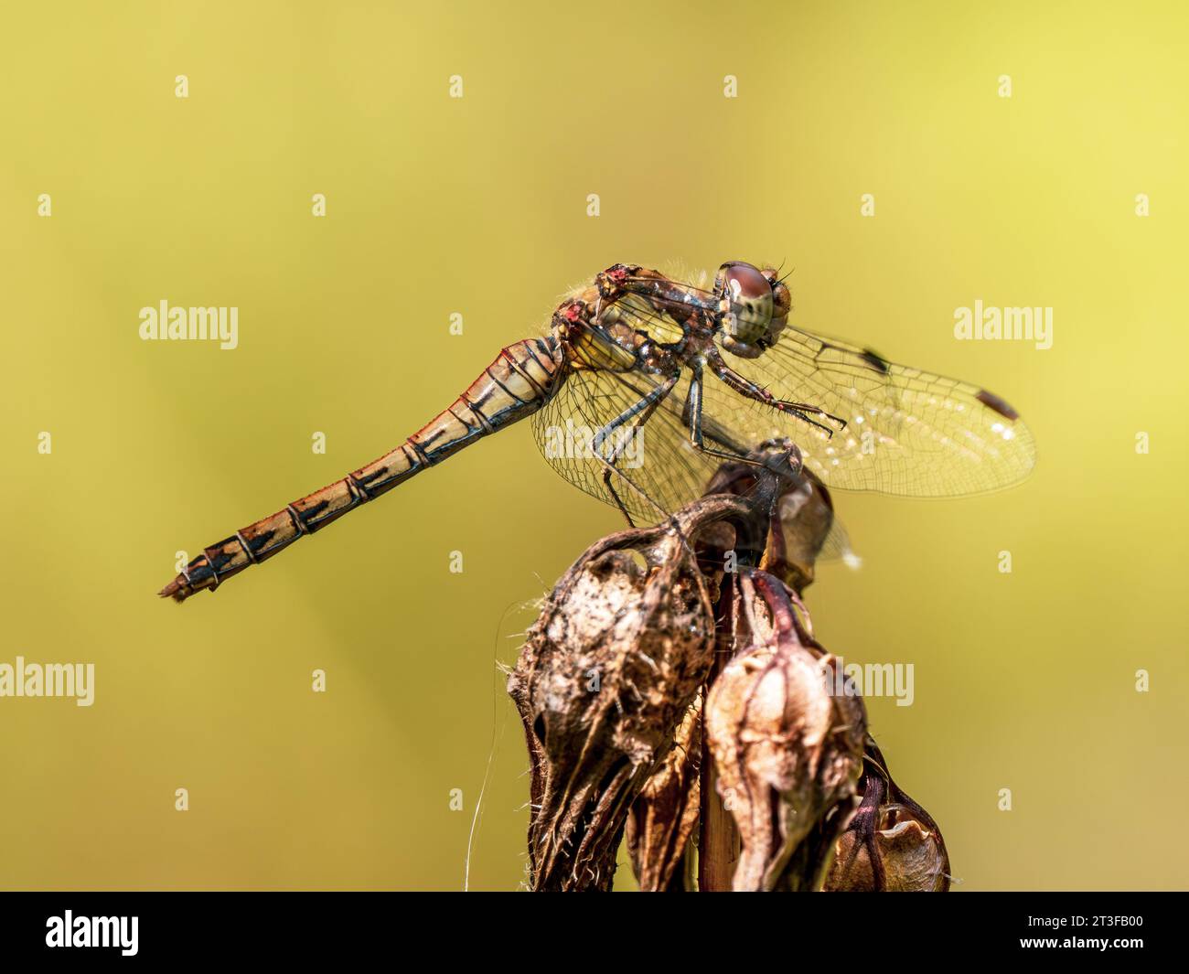 Female Common Darter at Rest Stock Photo - Alamy