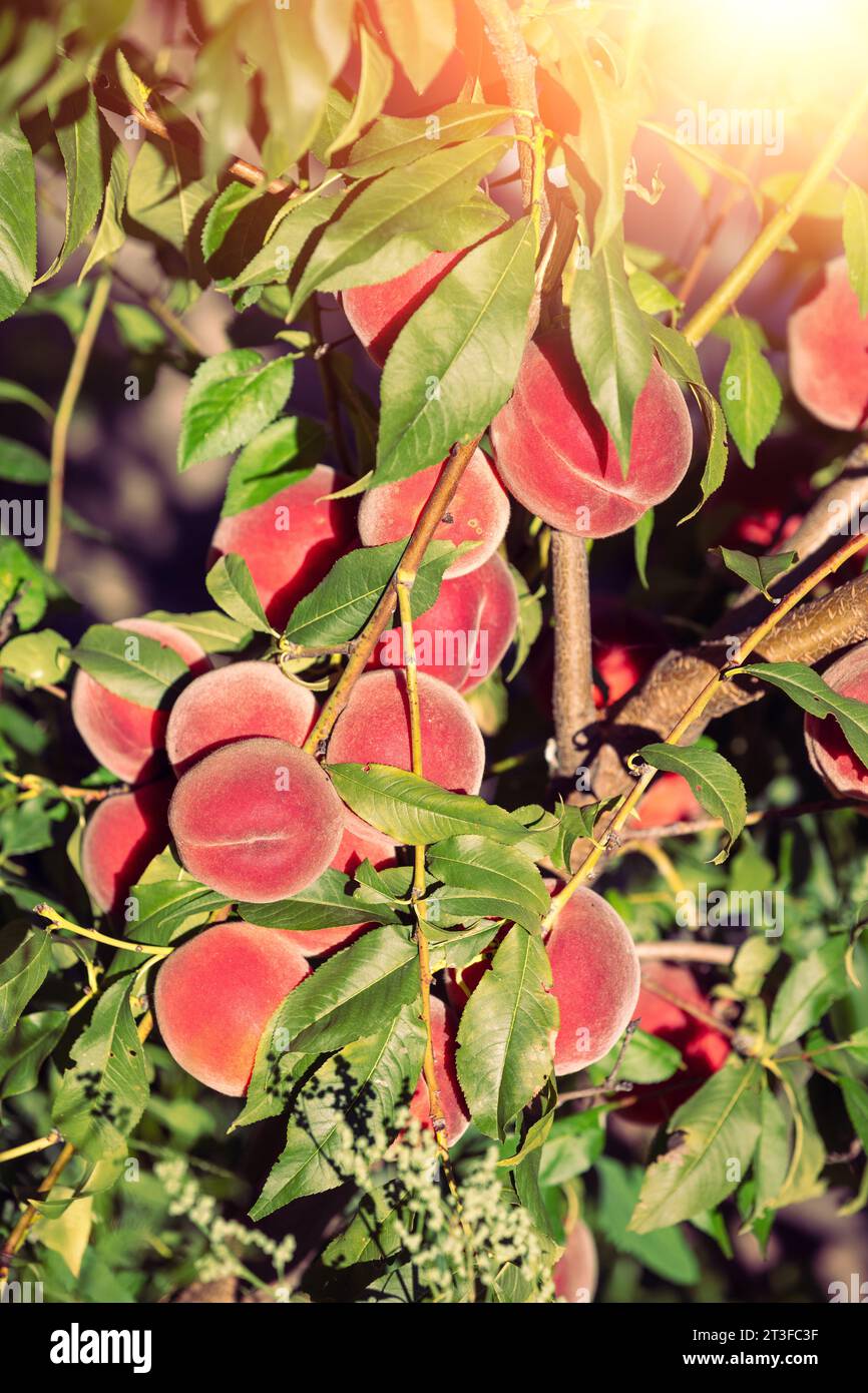 Peach on a branch in an orchard. Nature background. Harvest of ripe ...