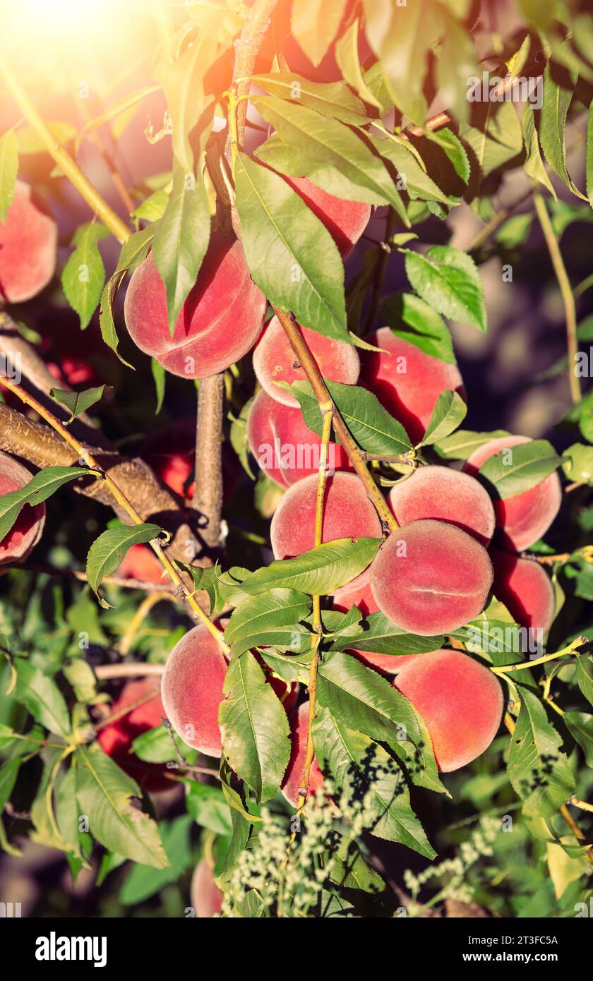 Peach on a branch in an orchard. Nature background. Harvest of ripe ...