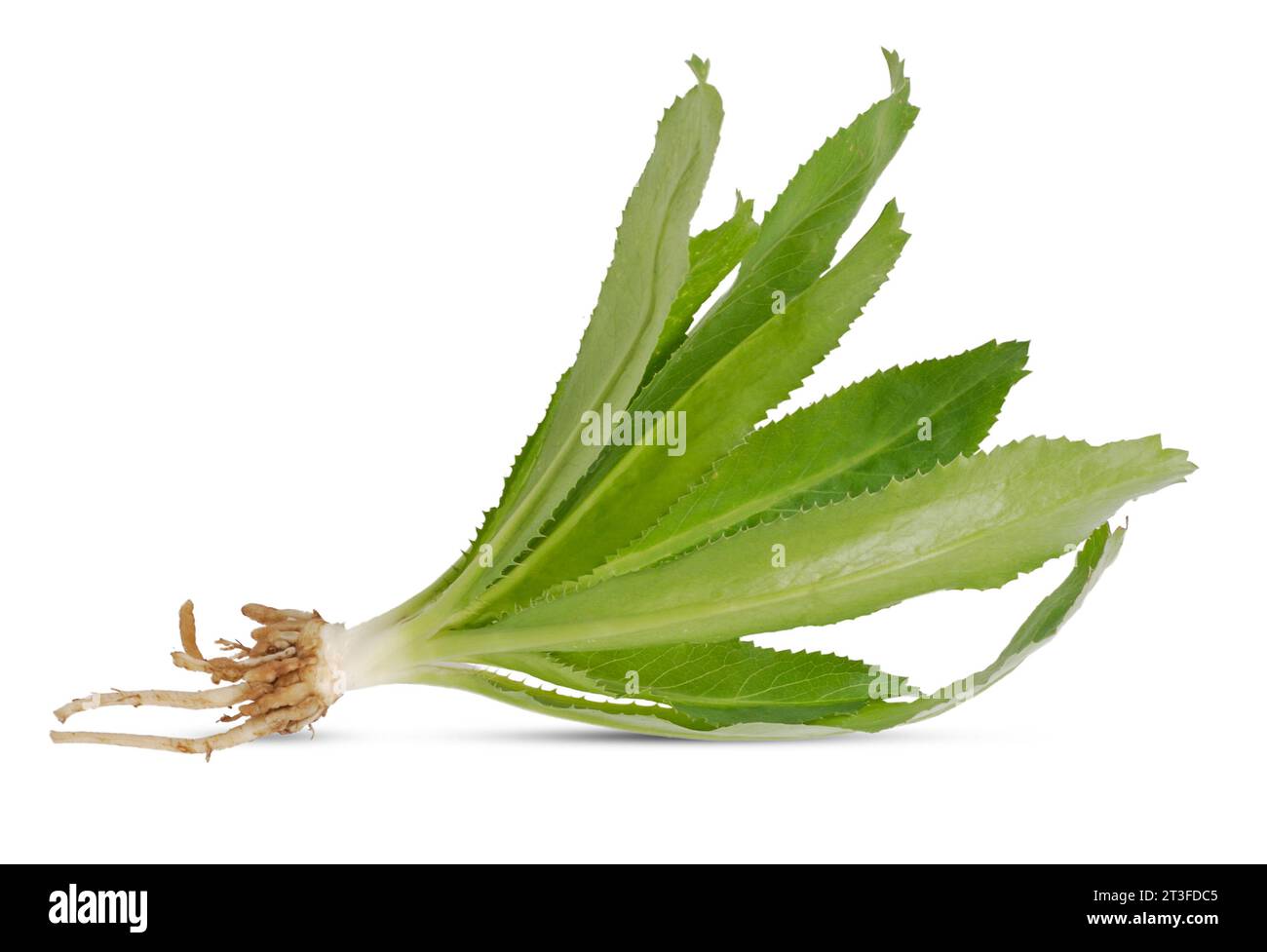 Long coriander or Sawtooth coriander isolated on white background Stock ...