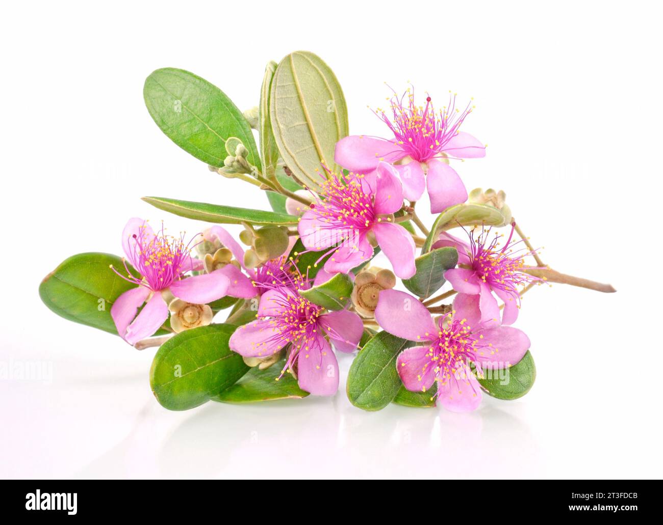 Rose myrtle flower or hill gooseberry flower isolated on white ...