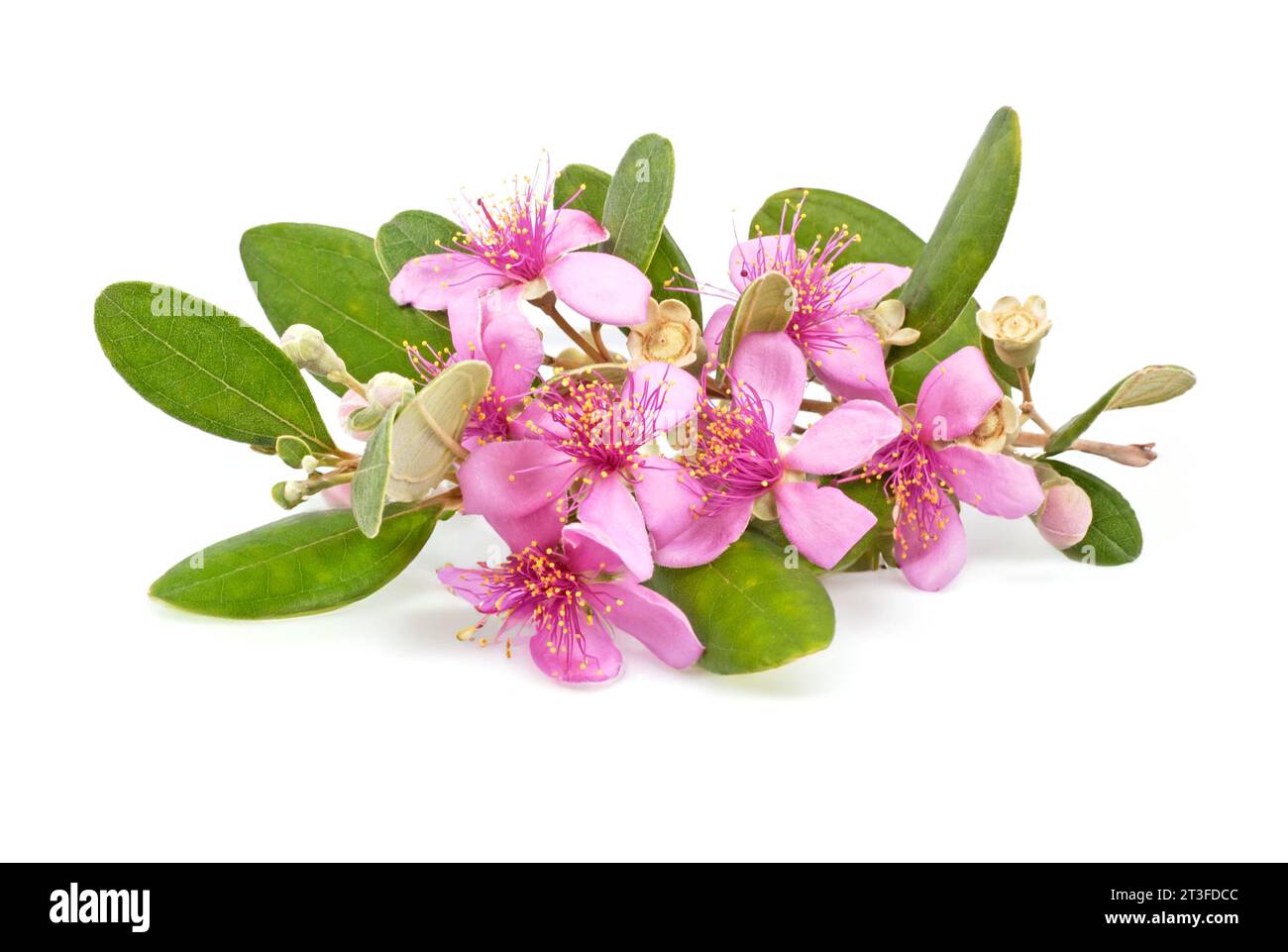 Rose myrtle flower or hill gooseberry flower isolated on white ...