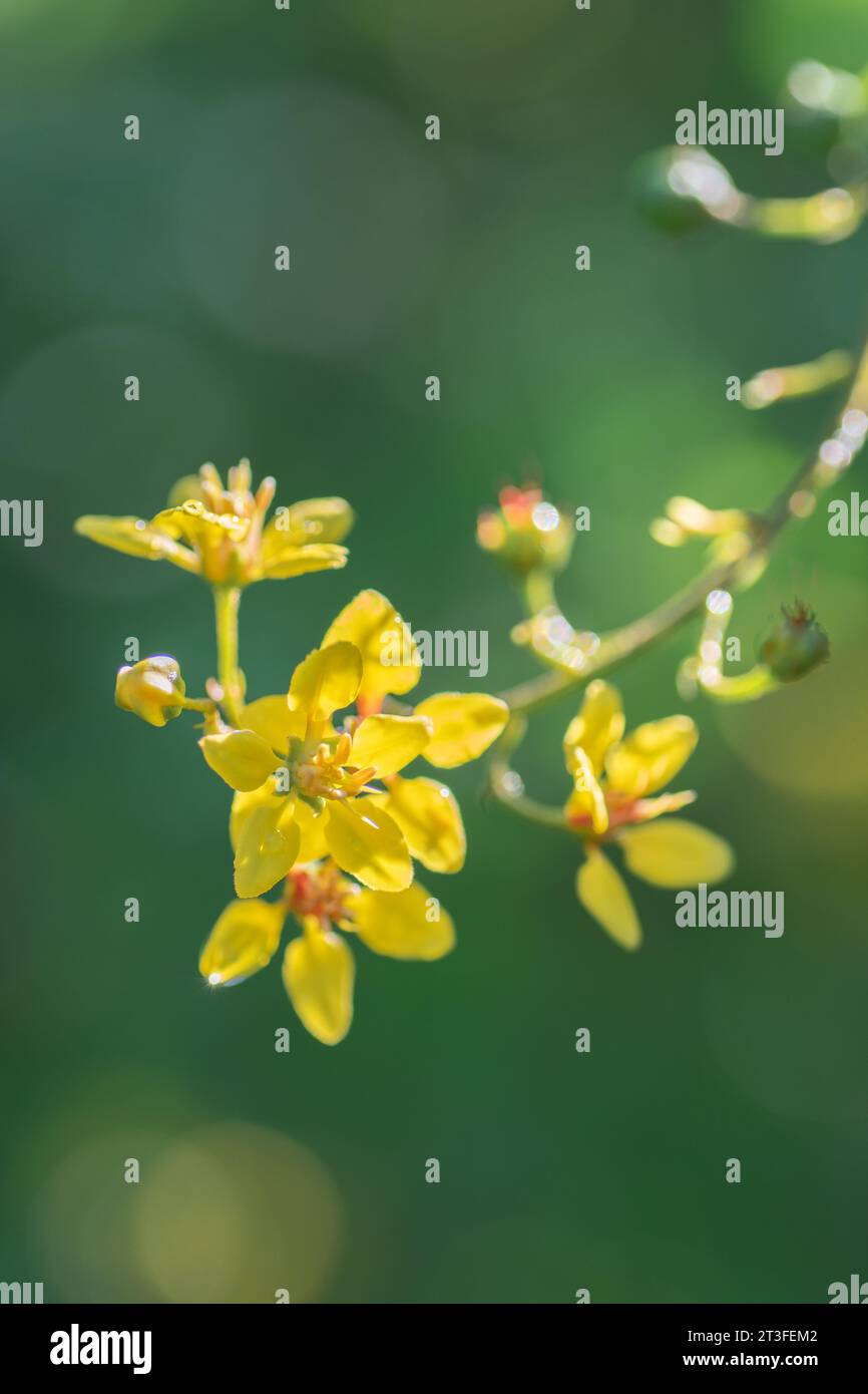 Golden showers hi-res stock photography and images - Alamy