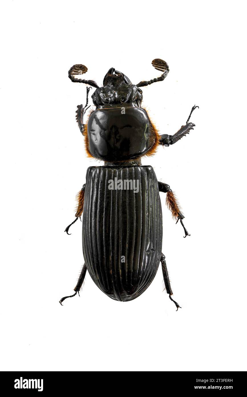 Papua New Guinea, Madang Province, Madang City, Insect Research Center ...