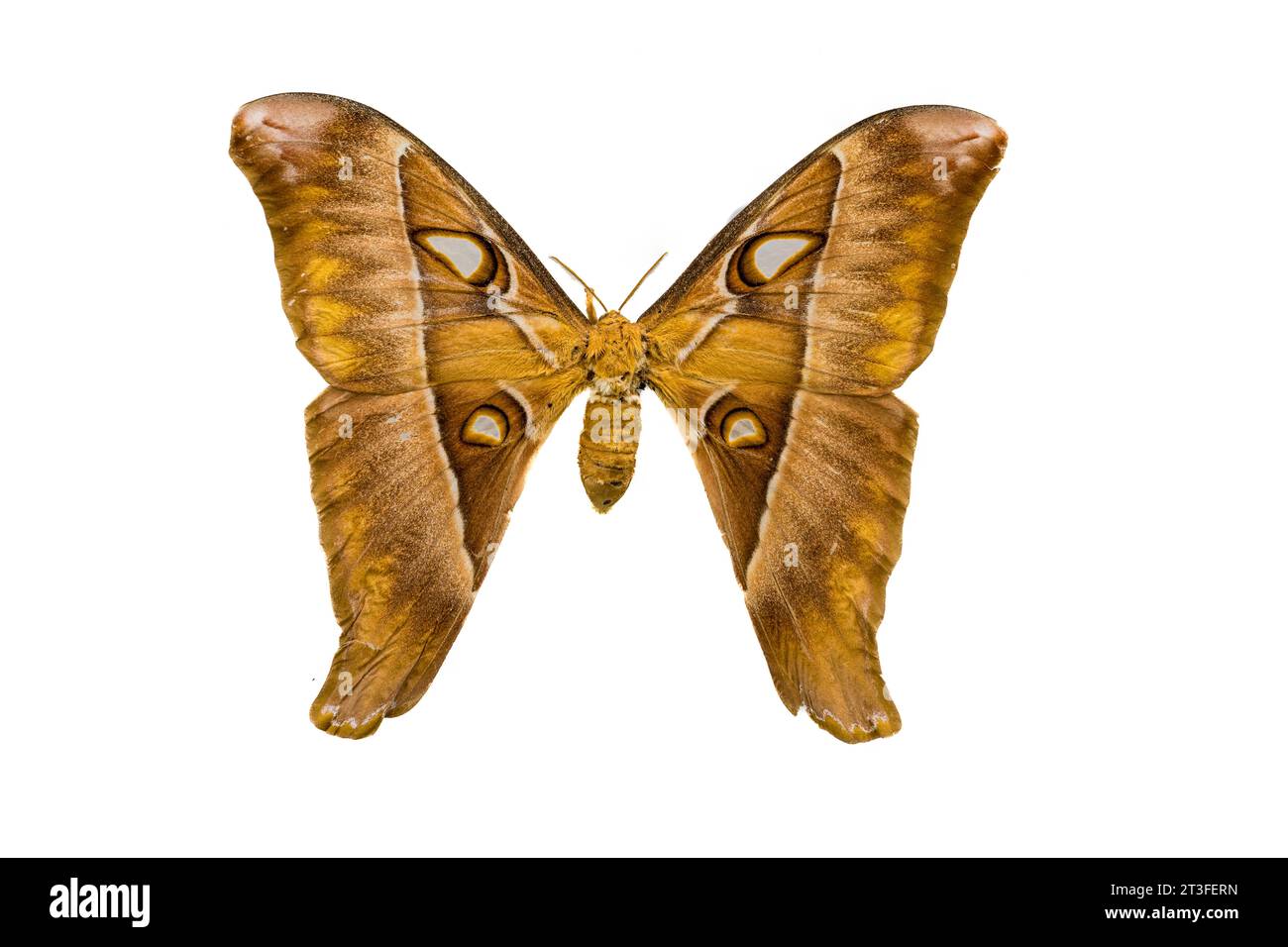 Female hercules moth hi-res stock photography and images - Alamy