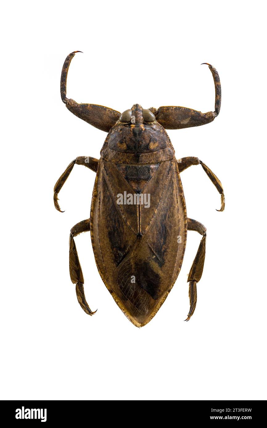 Papua New Guinea, Madang Province, Madang City, Insect Research Center ...