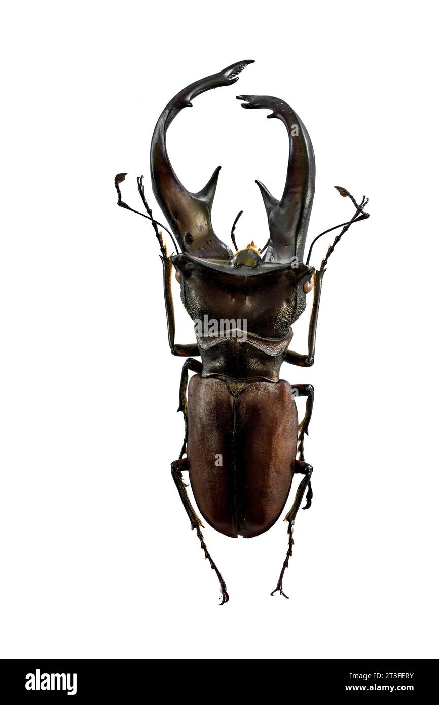 New guinea stag beetle hi-res stock photography and images - Alamy