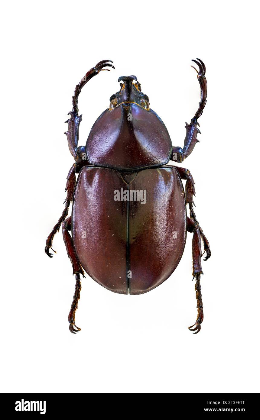 Papua New Guinea, Madang Province, Madang City, Insect Research Center ...