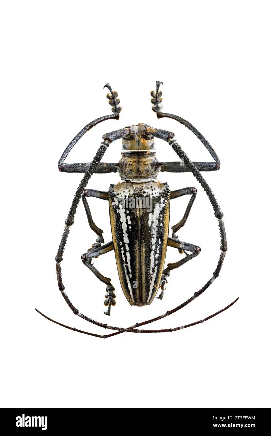 Papua New Guinea, Madang Province, Madang City, Insect Research Center ...