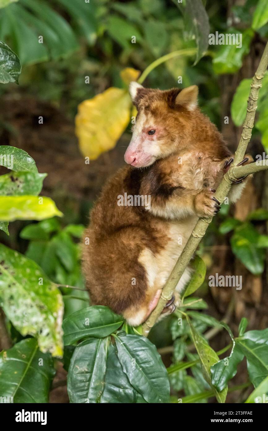 Papua New Guinea, Eastern Highlands province, Goroka, tree-kangaroo ...