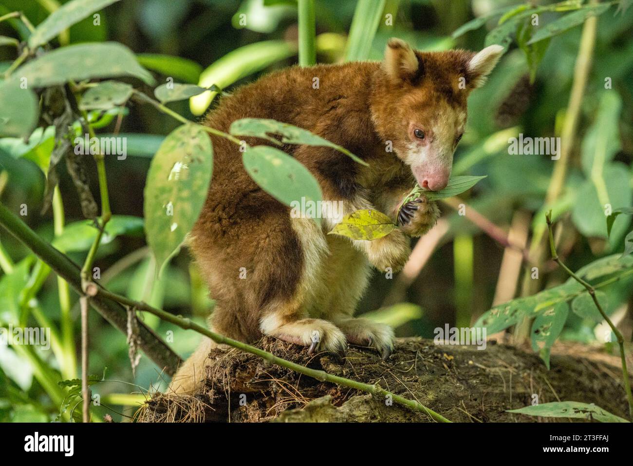Papua New Guinea, Eastern Highlands province, Goroka, tree-kangaroo ...