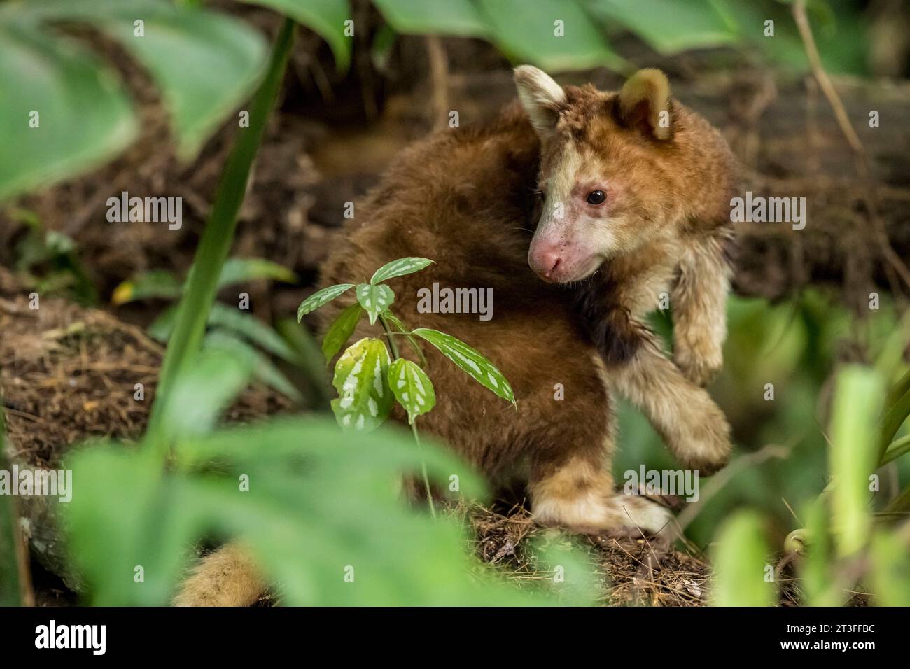 Papua New Guinea, Eastern Highlands province, Goroka, tree-kangaroo ...