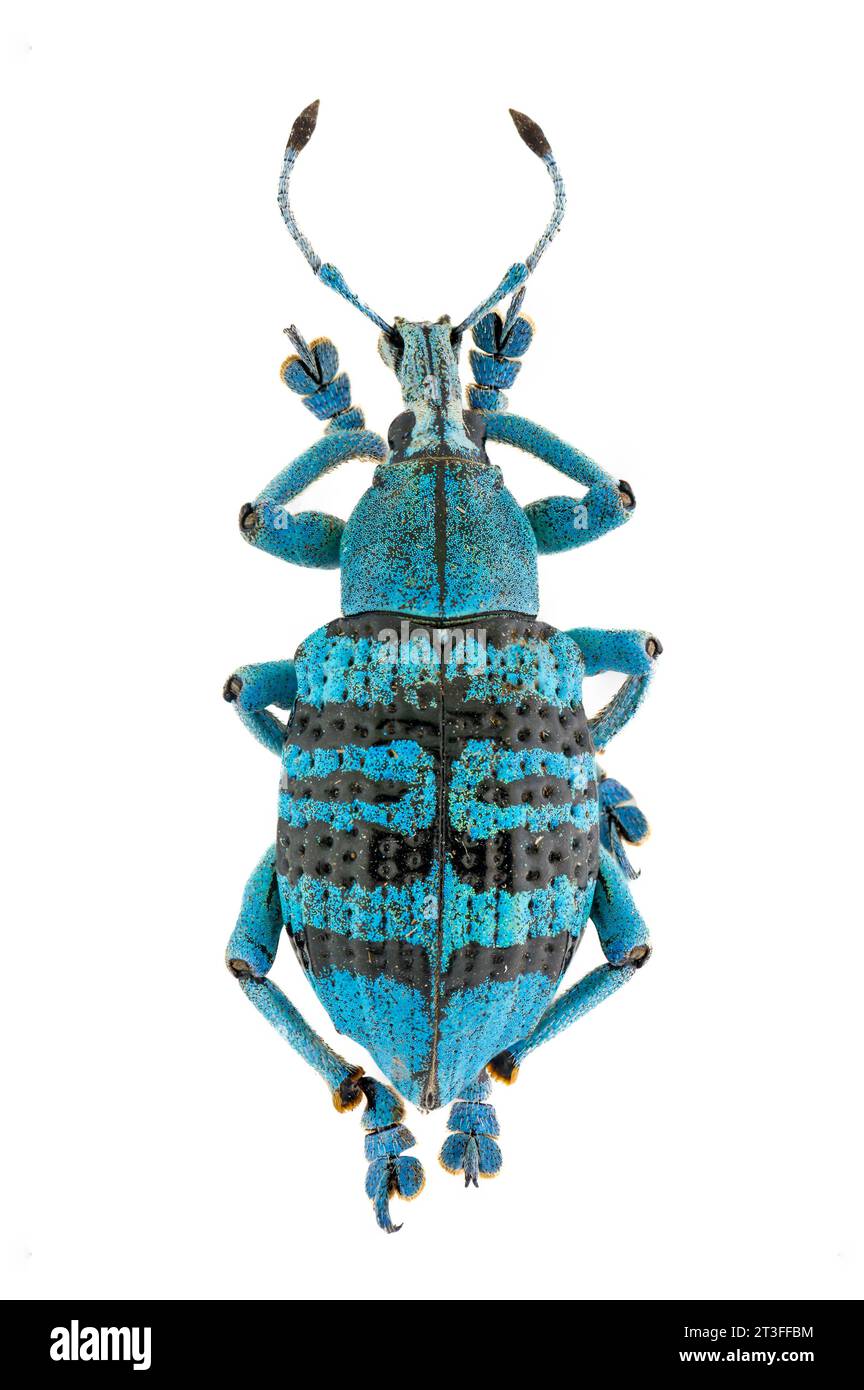 Indigenous province Cut Out Stock Images & Pictures - Alamy