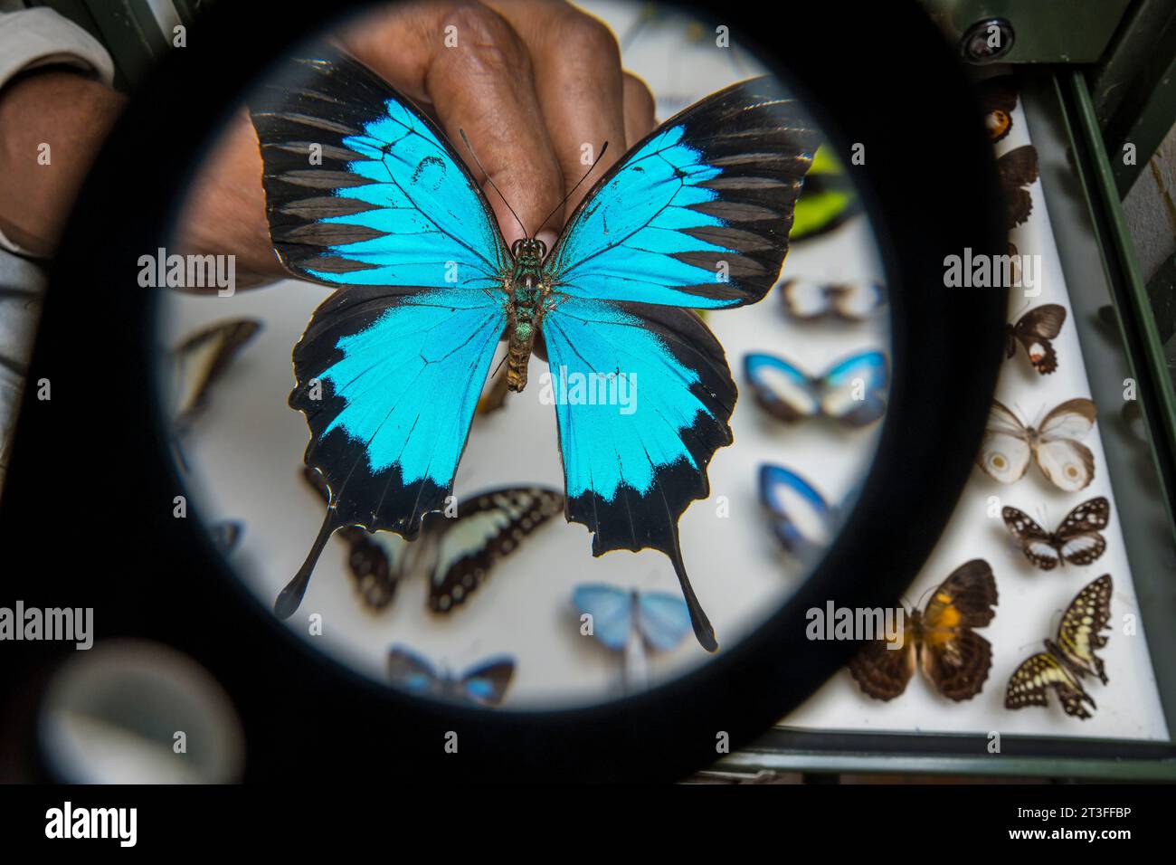 Papua New Guinea, Madang Province, Madang City, Insect Research Center ...