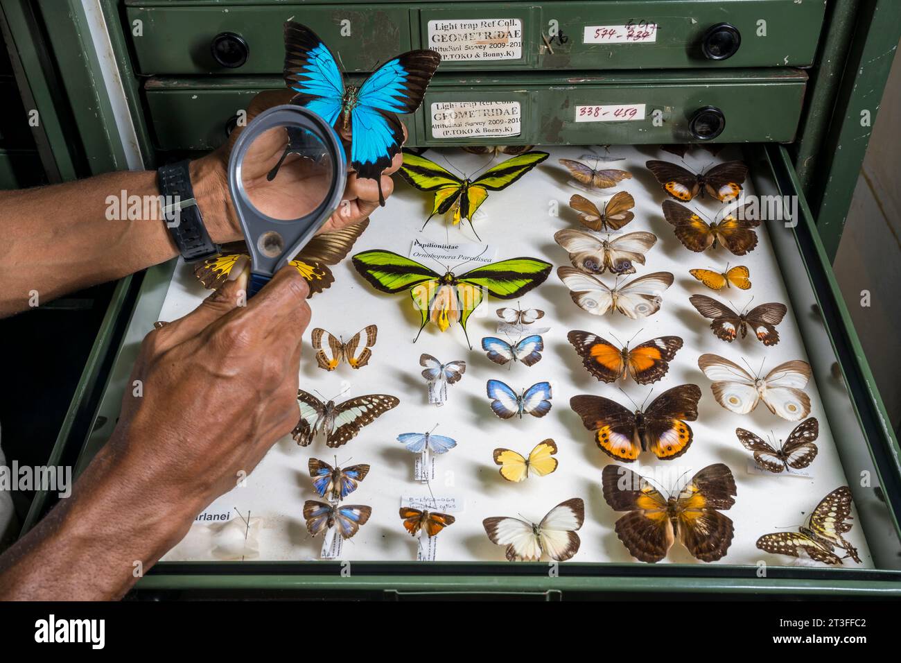 Papua New Guinea, Madang Province, Madang City, Insect Research Center ...