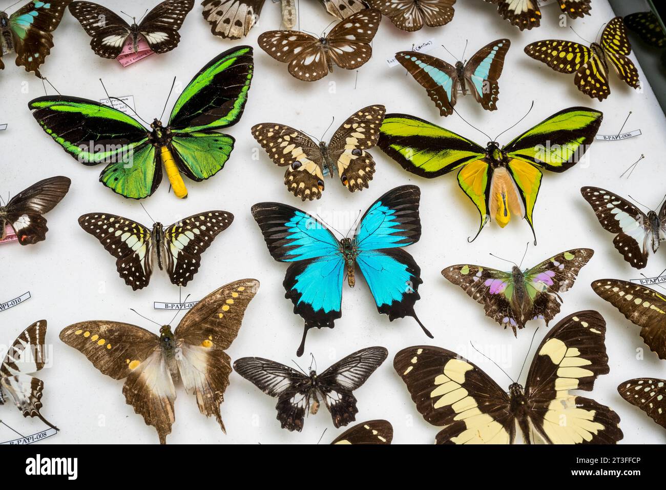 Papua New Guinea, Madang Province, Madang City, Insect Research Center ...