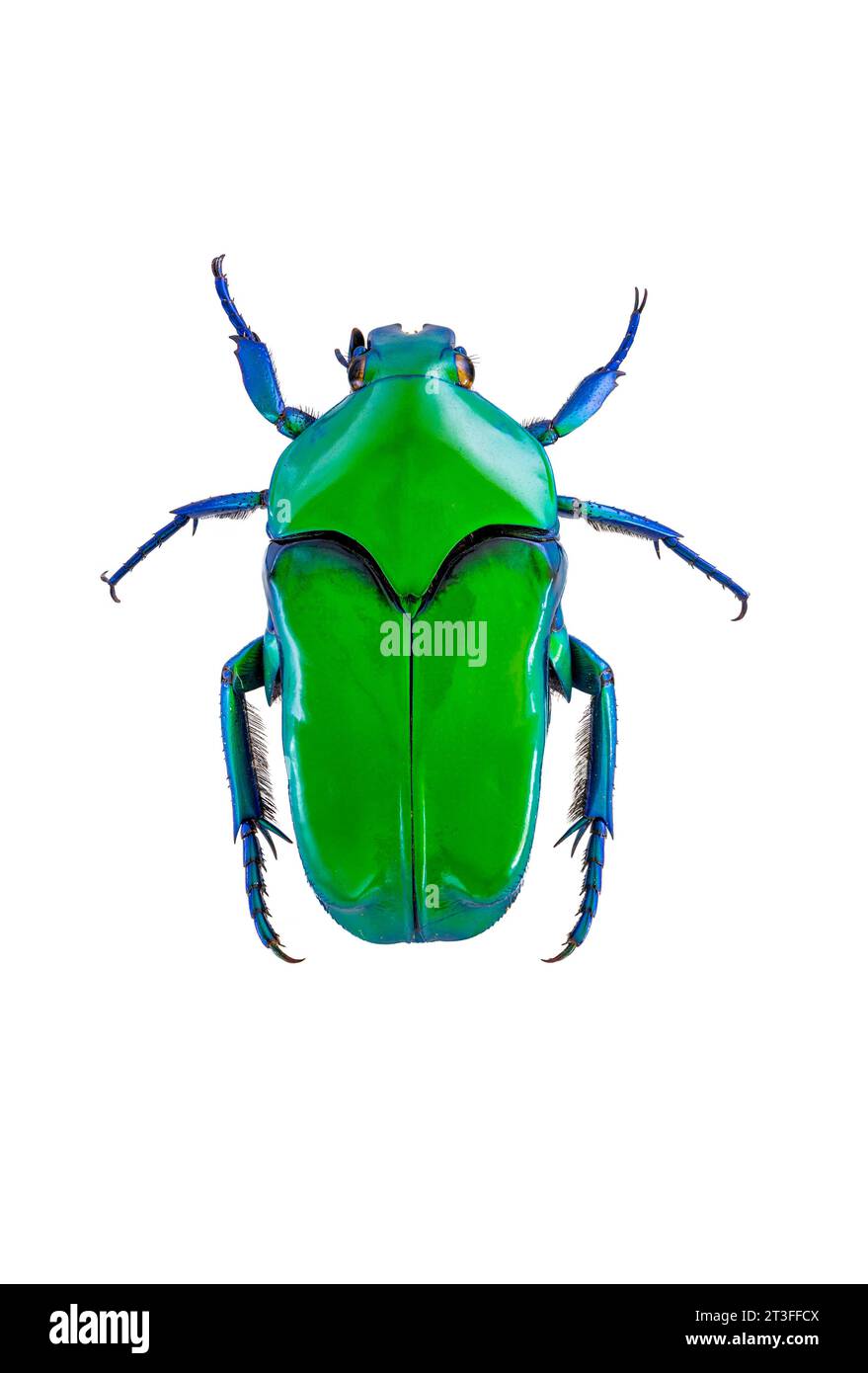 Papua New Guinea, Madang Province, Madang City, Insect Research Center ...