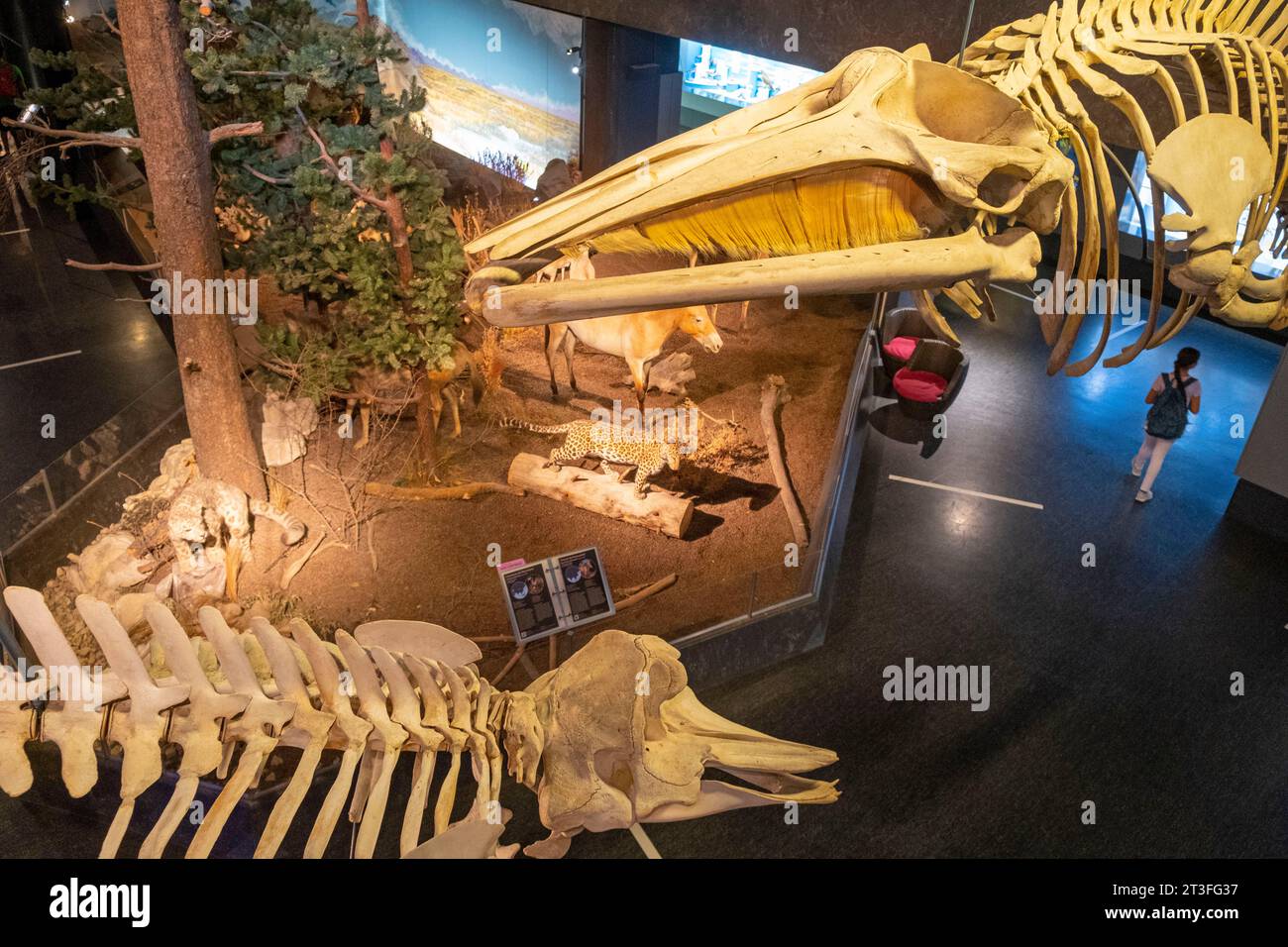Switzerland, Geneva, the Natural History Museum Stock Photo - Alamy