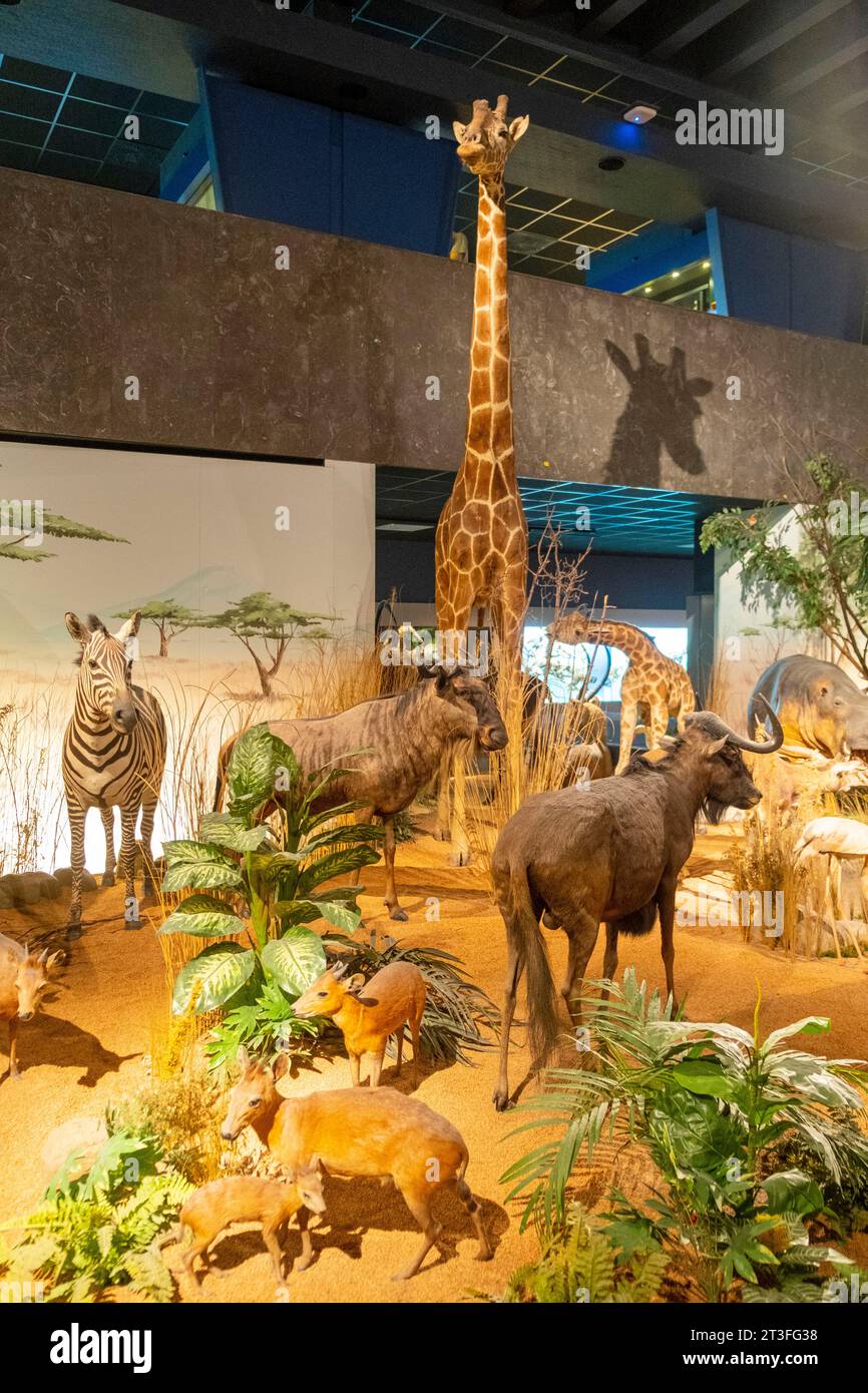 Switzerland, Geneva, the Natural History Museum Stock Photo - Alamy