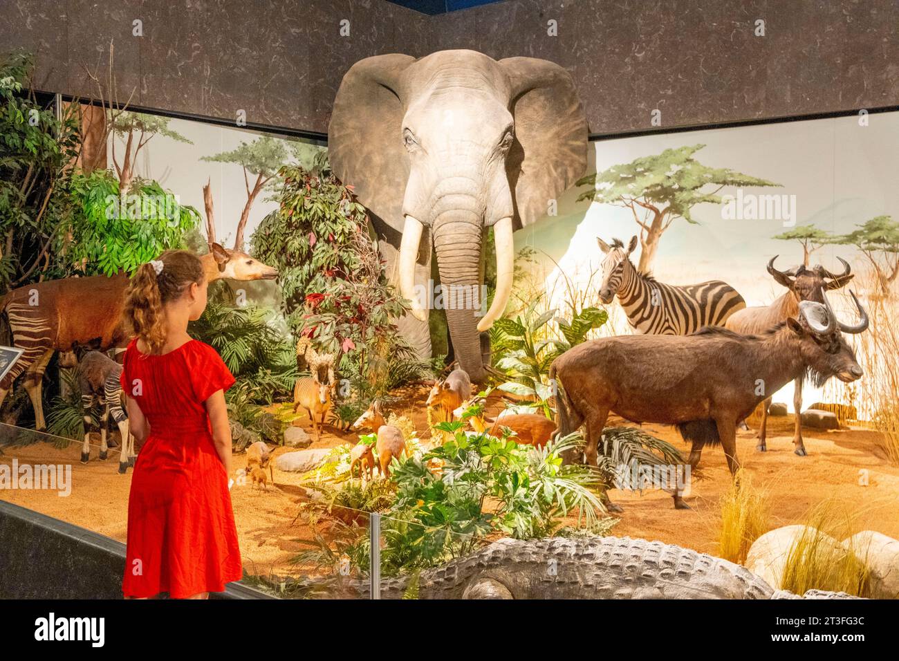 Switzerland, Geneva, the Natural History Museum Stock Photo - Alamy