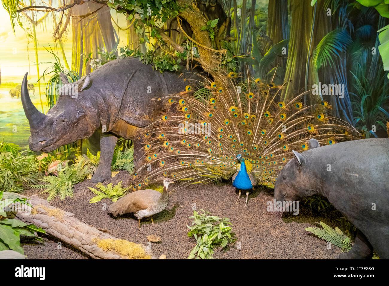 Switzerland, Geneva, the Natural History Museum Stock Photo - Alamy