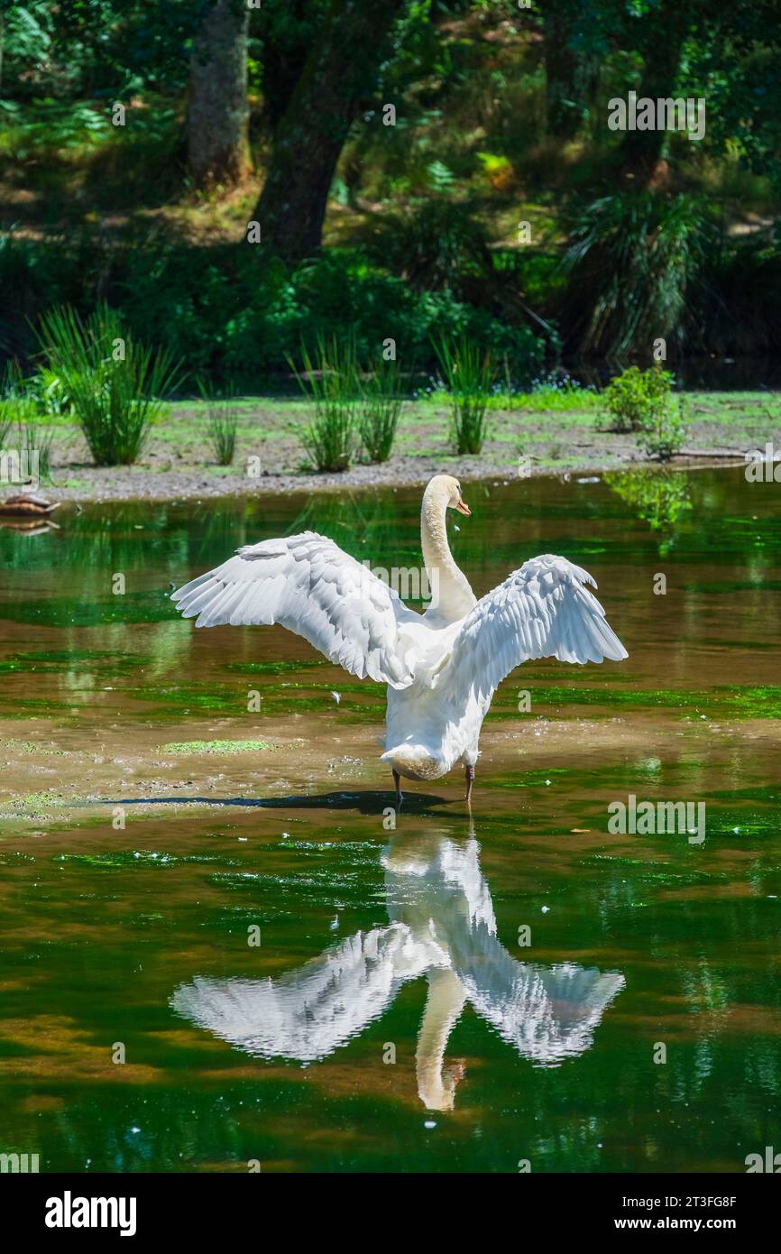 France, Morbihan, Questembert, Celac pond Stock Photo - Alamy