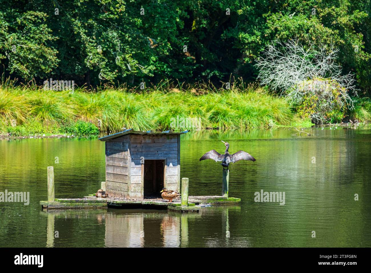 France, Morbihan, Questembert, Celac pond Stock Photo - Alamy