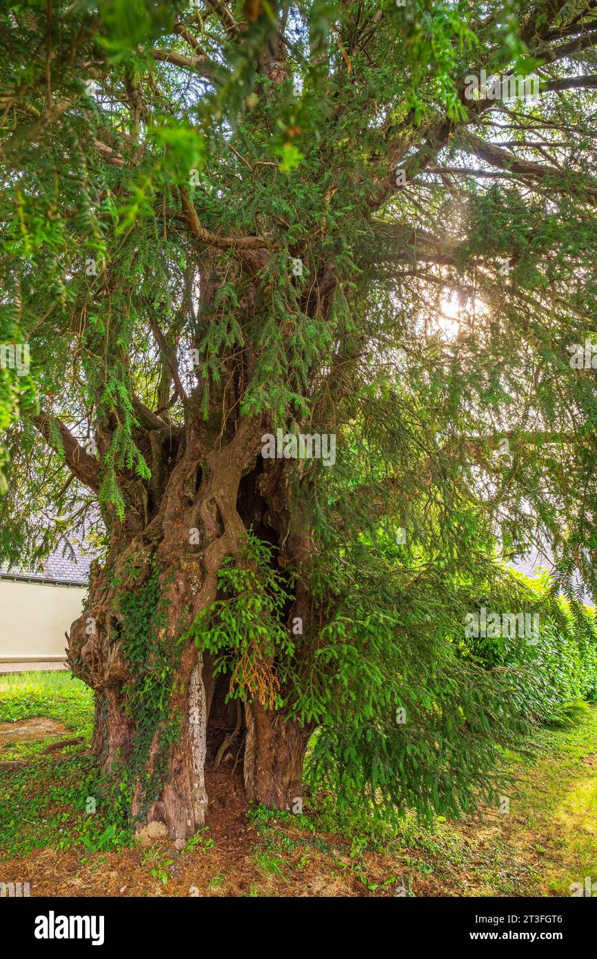 France, Morbihan, Questembert, oldest yew tree in Morbihan over 500 ...
