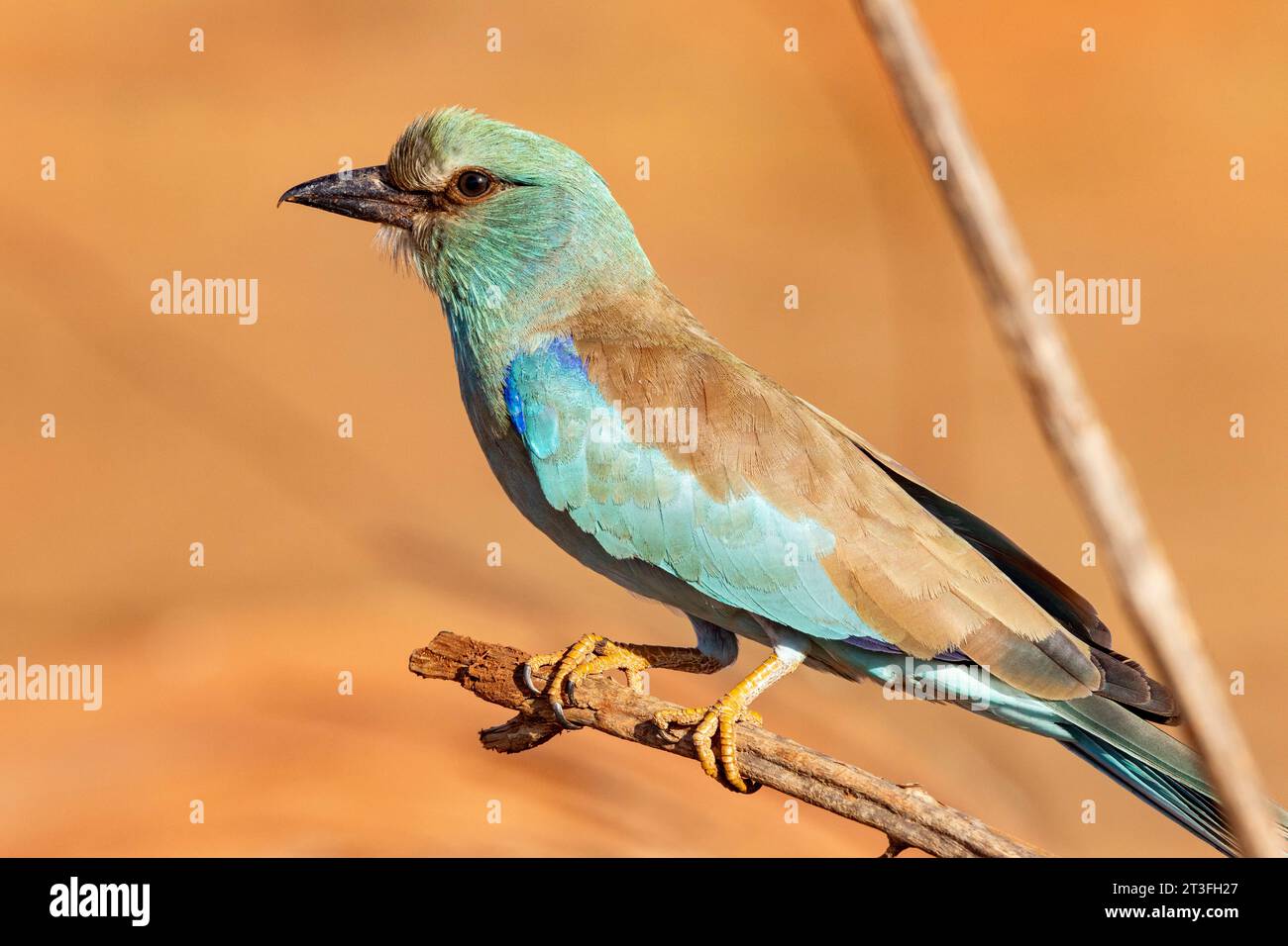 Eastern european roller hi-res stock photography and images - Alamy