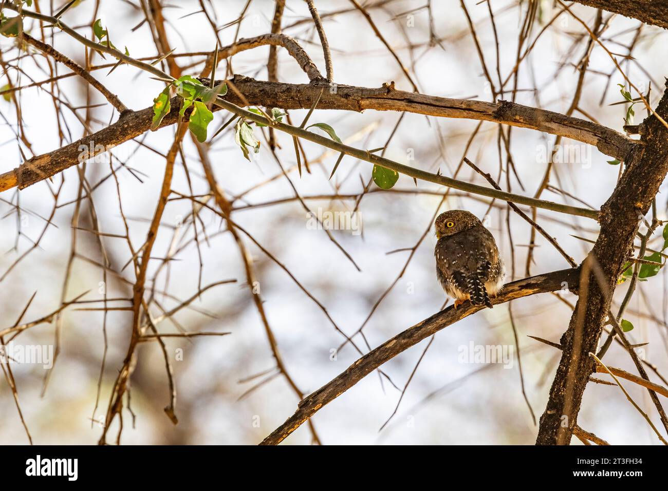 Kenya, Meru national park, african barred owl (Glaucidium capense Stock ...