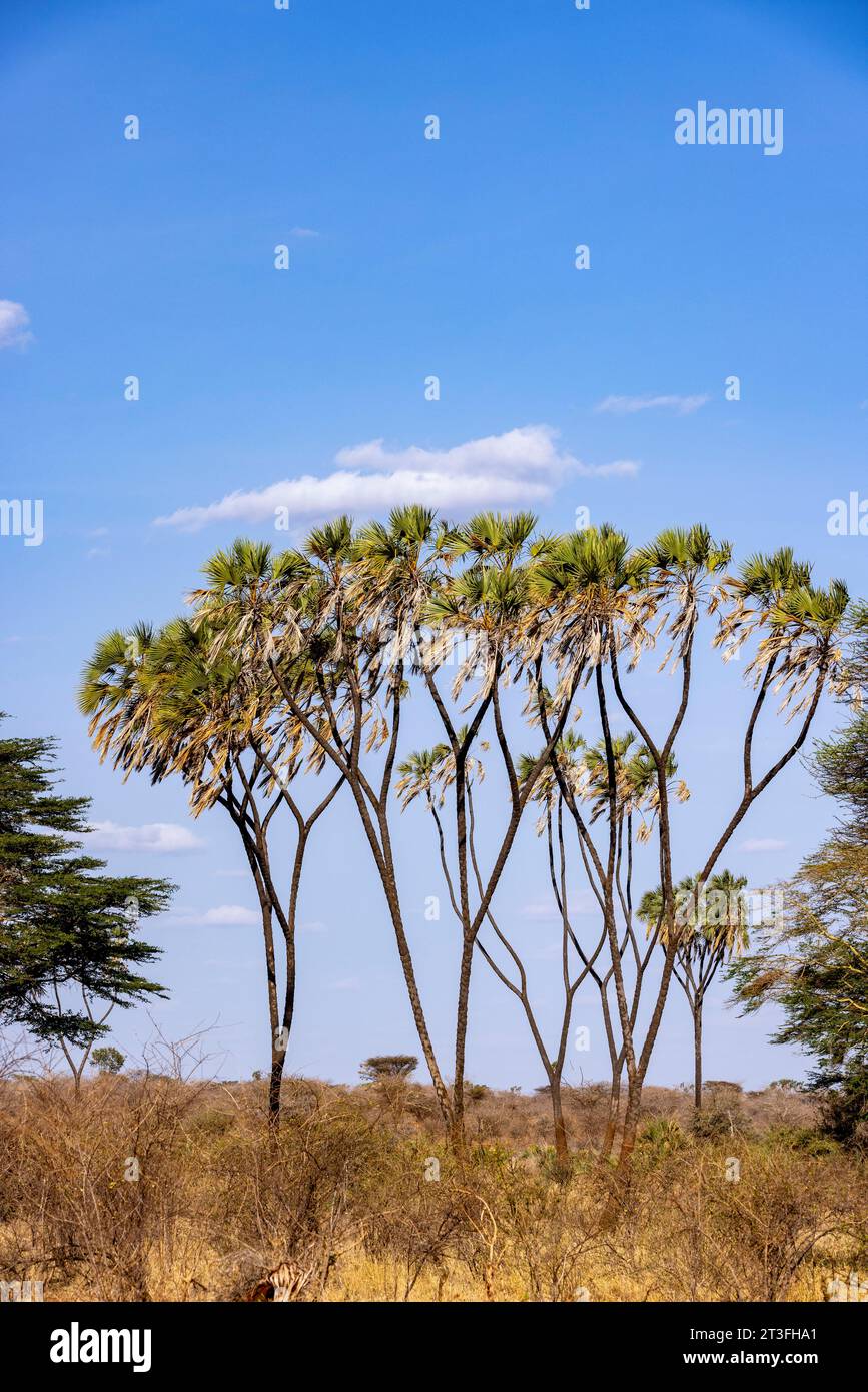 Kenya, Meru national park, doum palms (Hyphaene thebaica Stock Photo ...