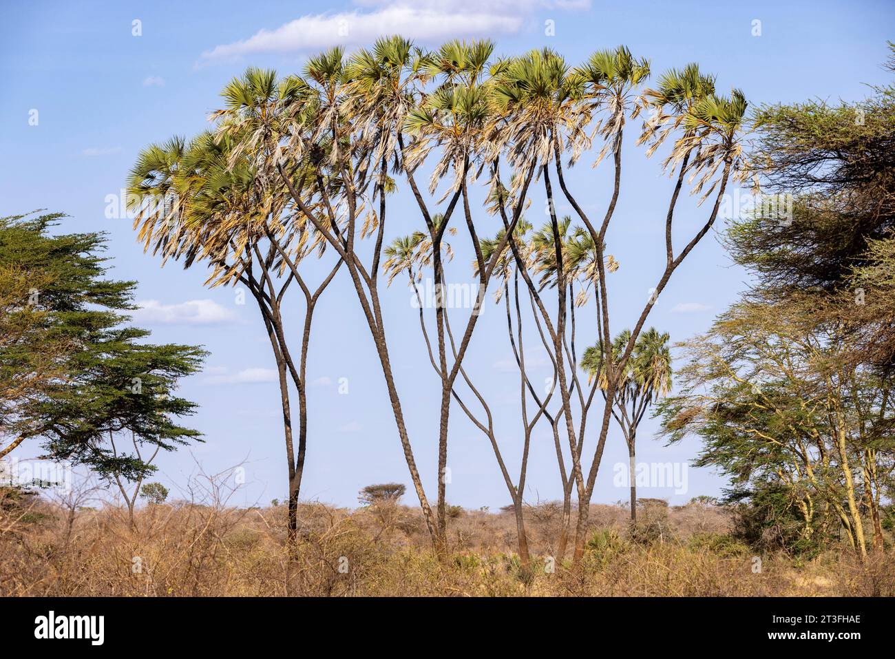 Kenya, Meru national park, doum palms (Hyphaene thebaica Stock Photo ...