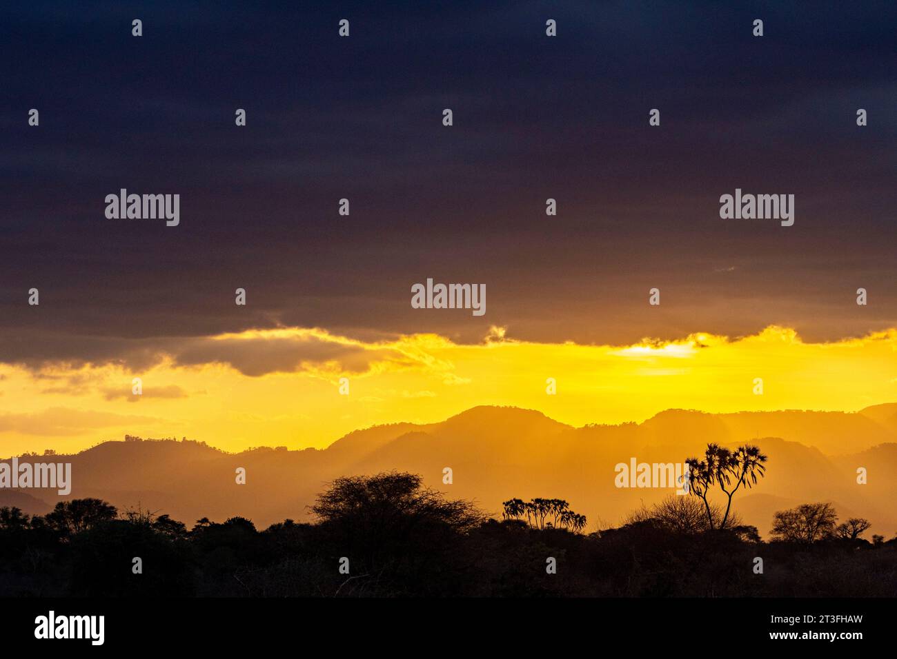 Kenya, Meru national park, landscape and doum palms (Hyphaene thebaica ...