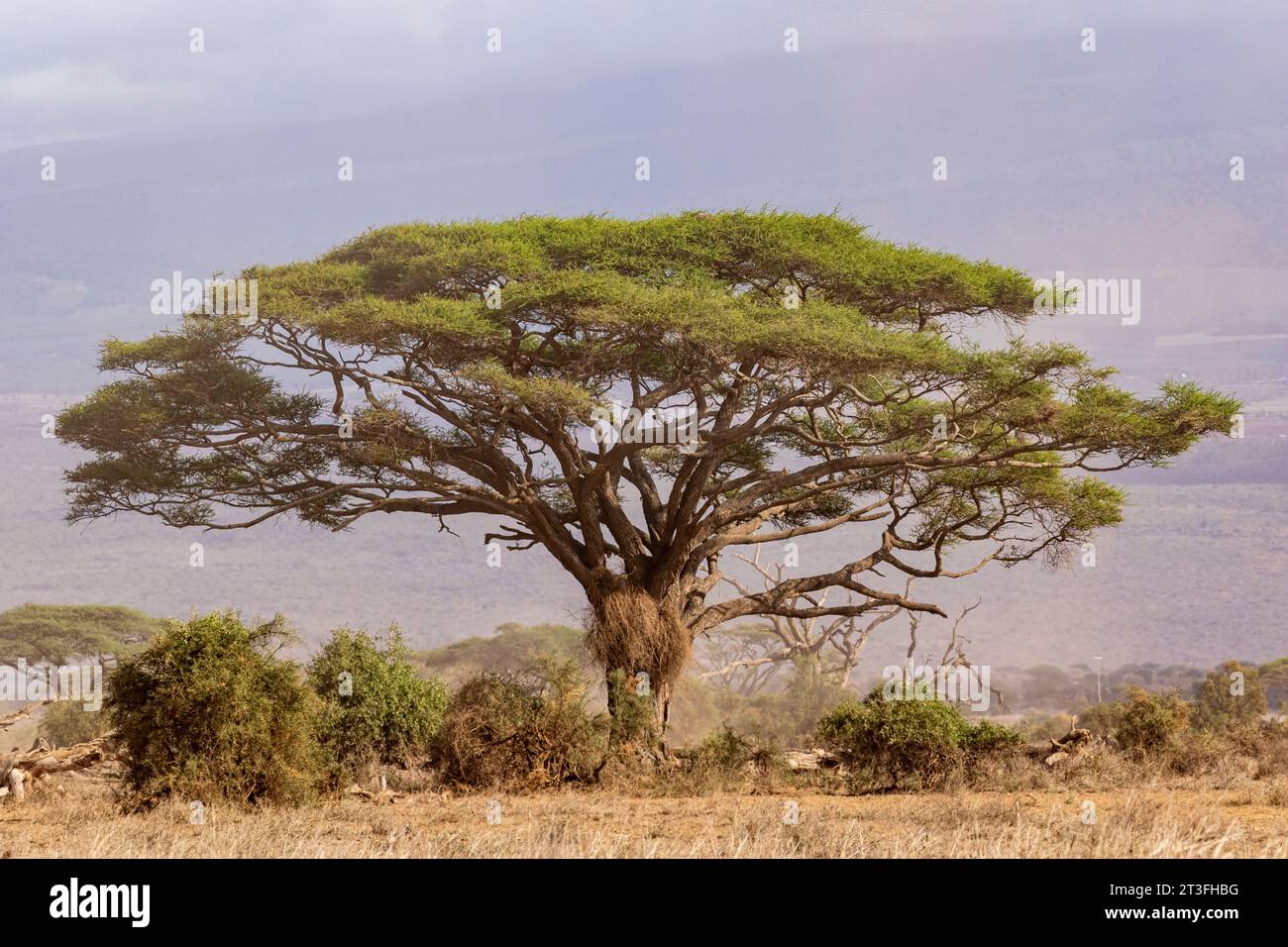 Kenya,Amboseli national park, acacia tree in dry season Stock Photo - Alamy