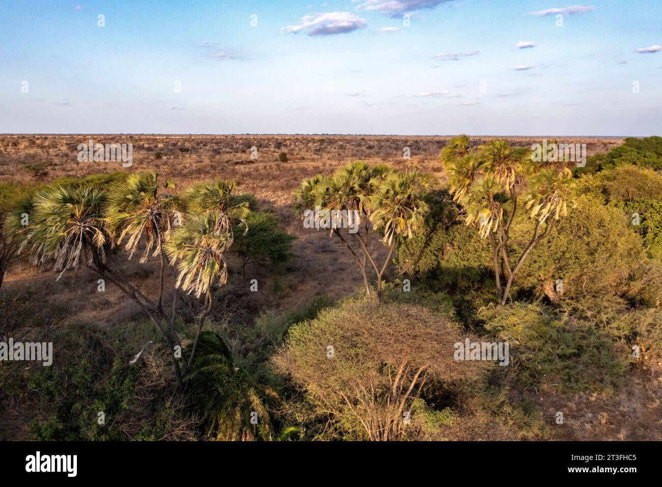 Kenya, Meru national park, landscape and doum palms (Hyphaene thebaica ...