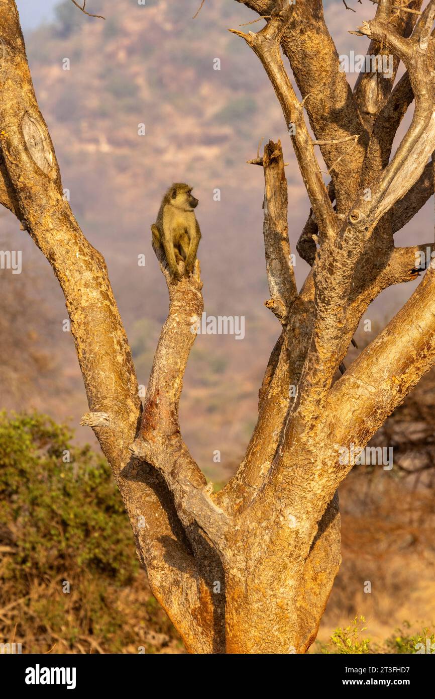 Kenya, Tsavo east national park, yellow baboon (Papio hamadryas ...