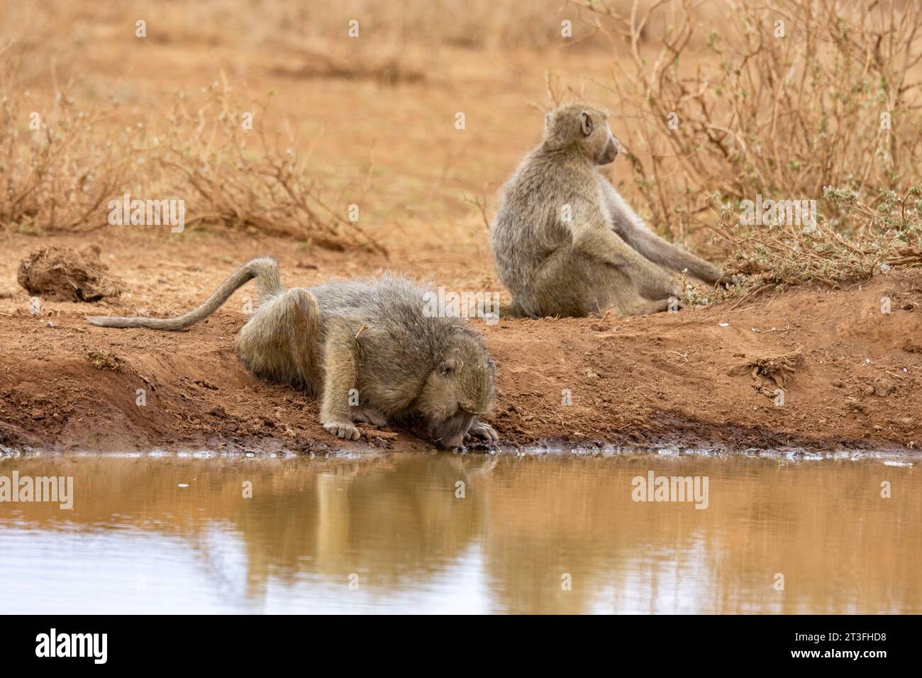 Kenya, Amboseli national park, yellow baboon (Papio hamadryas ...