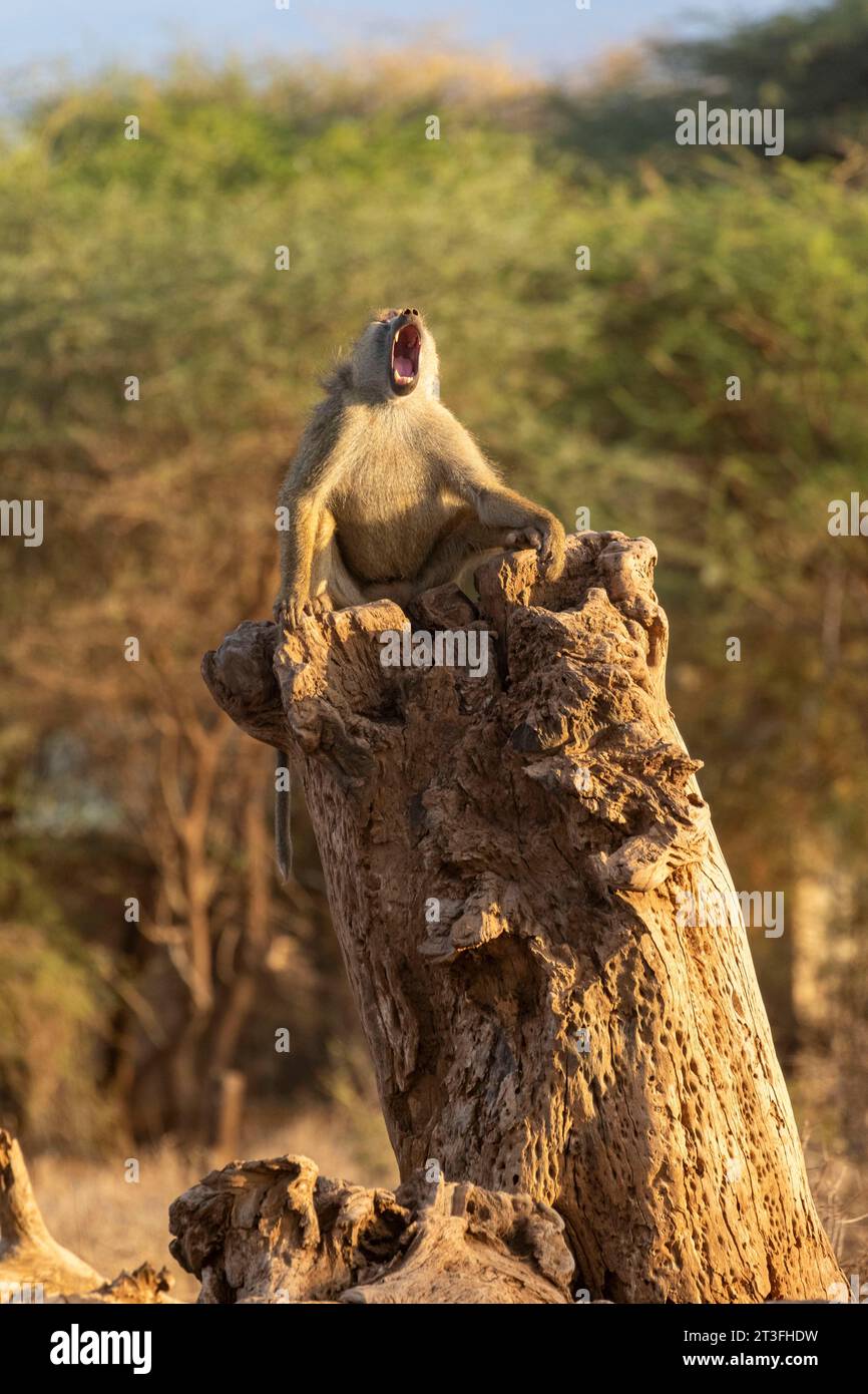 Kenya, Amboseli national park, yellow baboon (Papio hamadryas ...